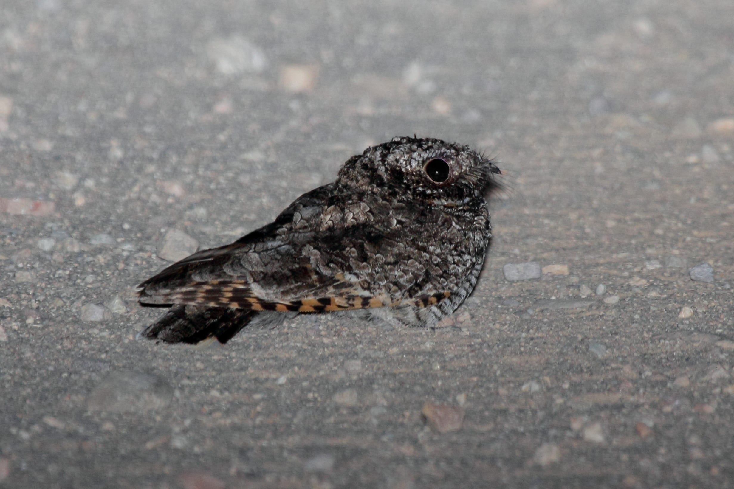 Common Poorwill — AskNature