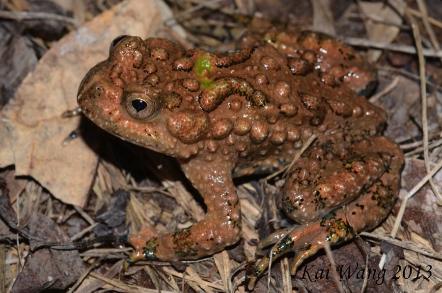 Toad Brains Fight Deadly Microbes — Biological Strategy — AskNature