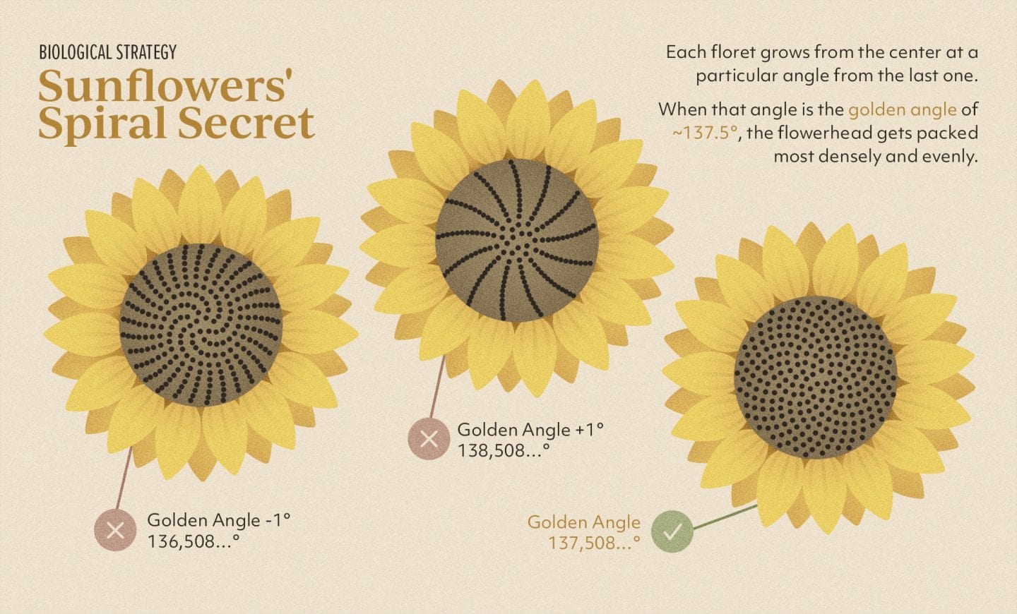 Sunflowers’ Fibonacci Secrets — Biological Strategy — AskNature