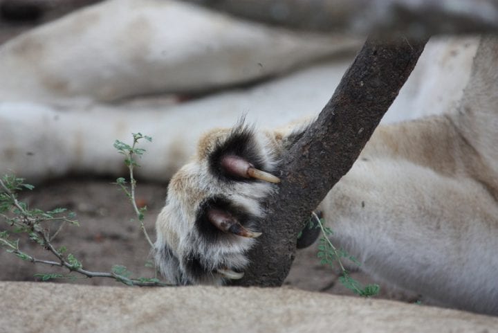 Claws Protract to Grip Prey — Biological Strategy — AskNature