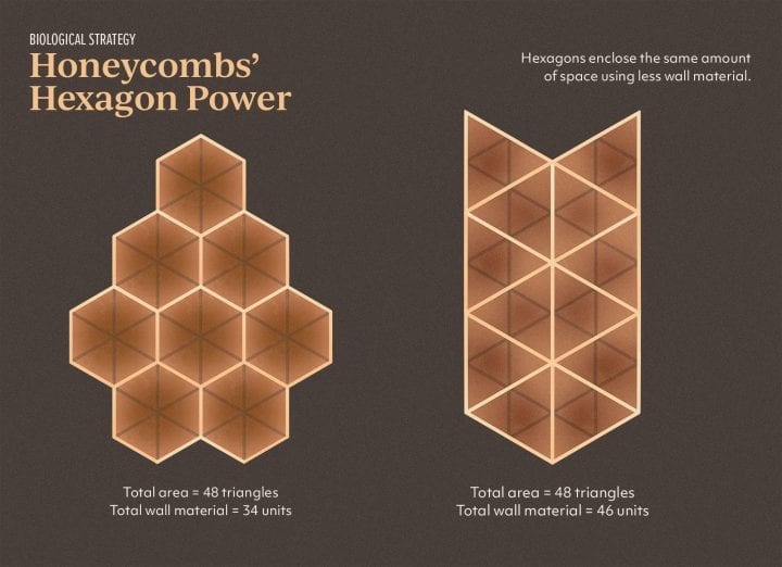 Honeycomb Structure Is Space-Efficient and Strong — Biological Strategy — AskNature