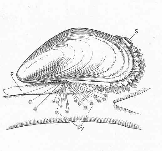 Drawing of a blue mussel and its byssal threads. — AskNature