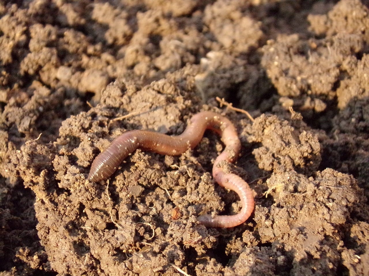 A Flexible Body Allows the Earthworm to Burrow Through Soil ...