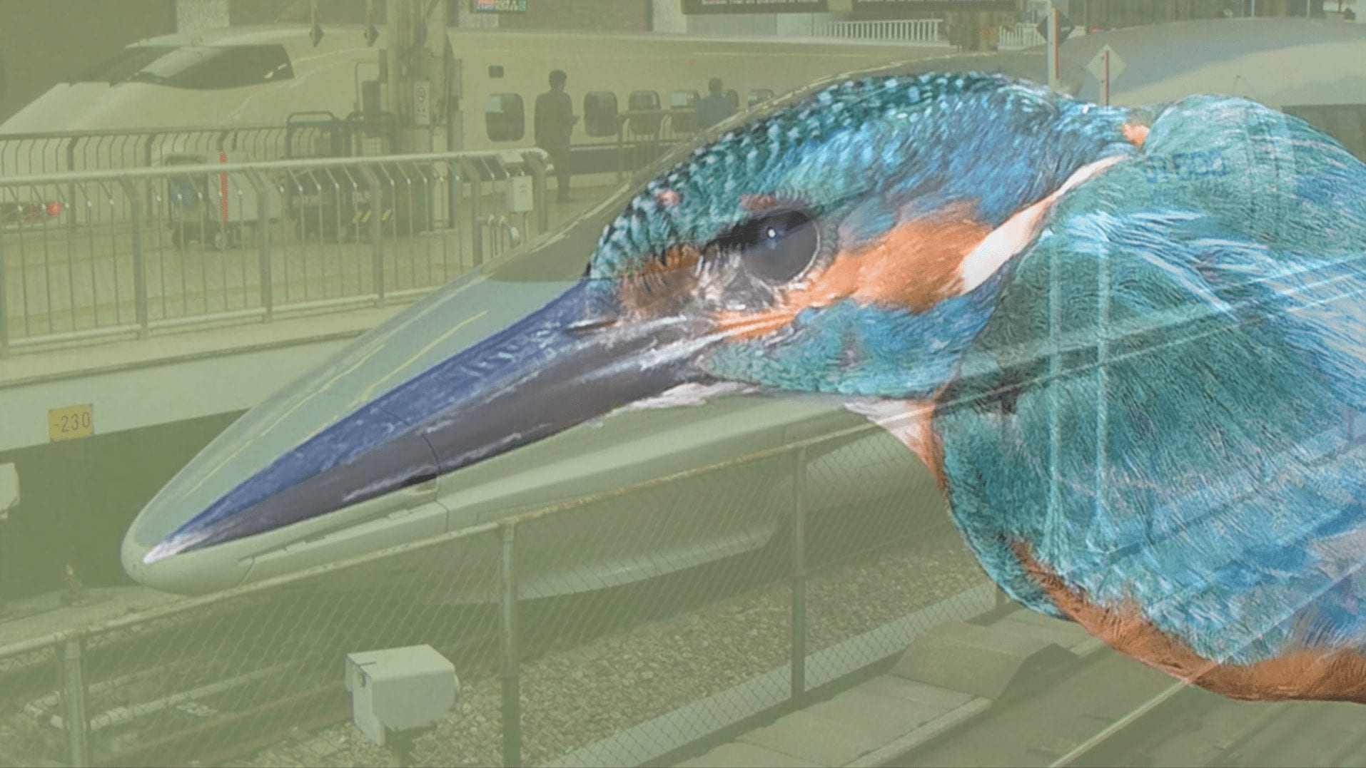 Biomimicry: Copying Our Way to Conservation — Resource — AskNature