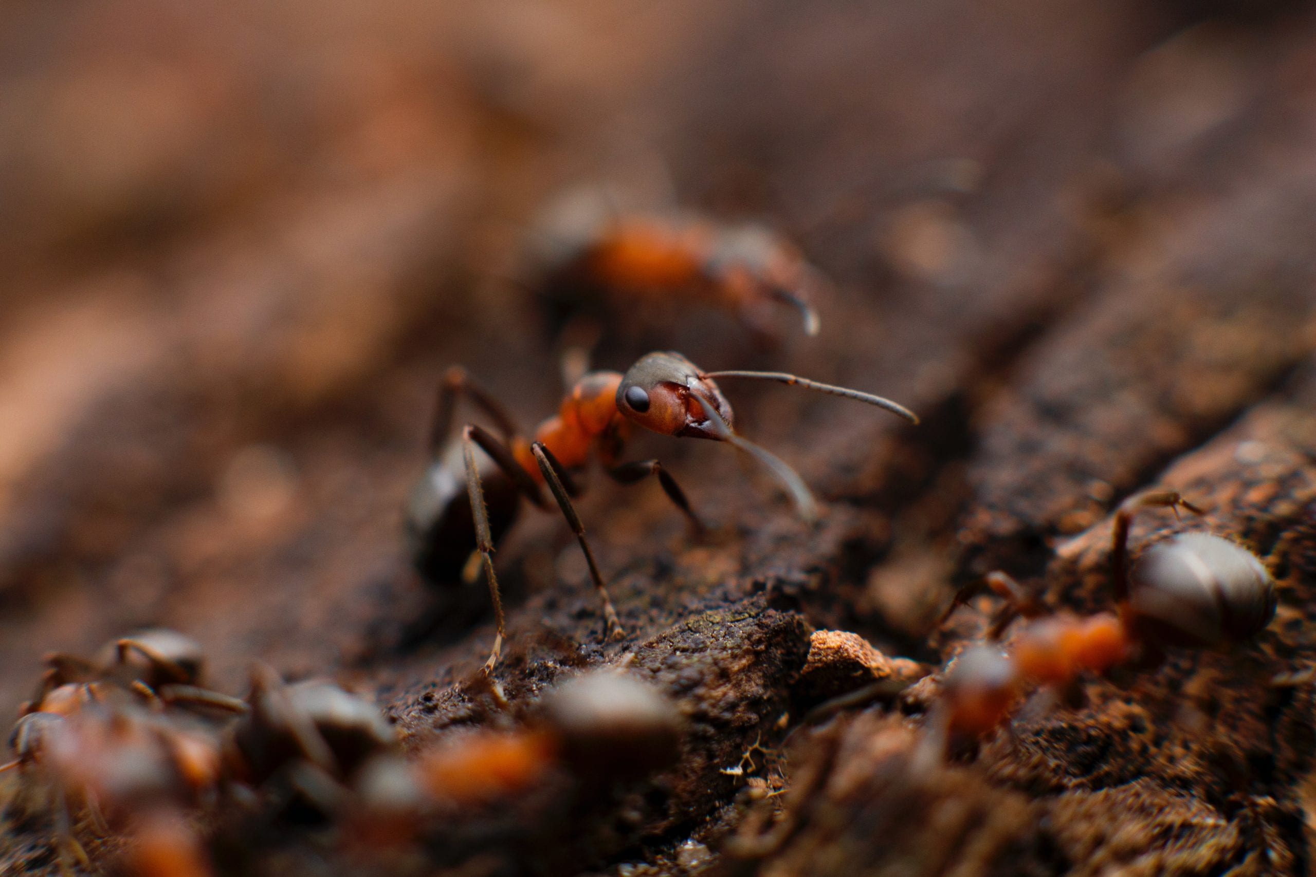 Ant — AskNature