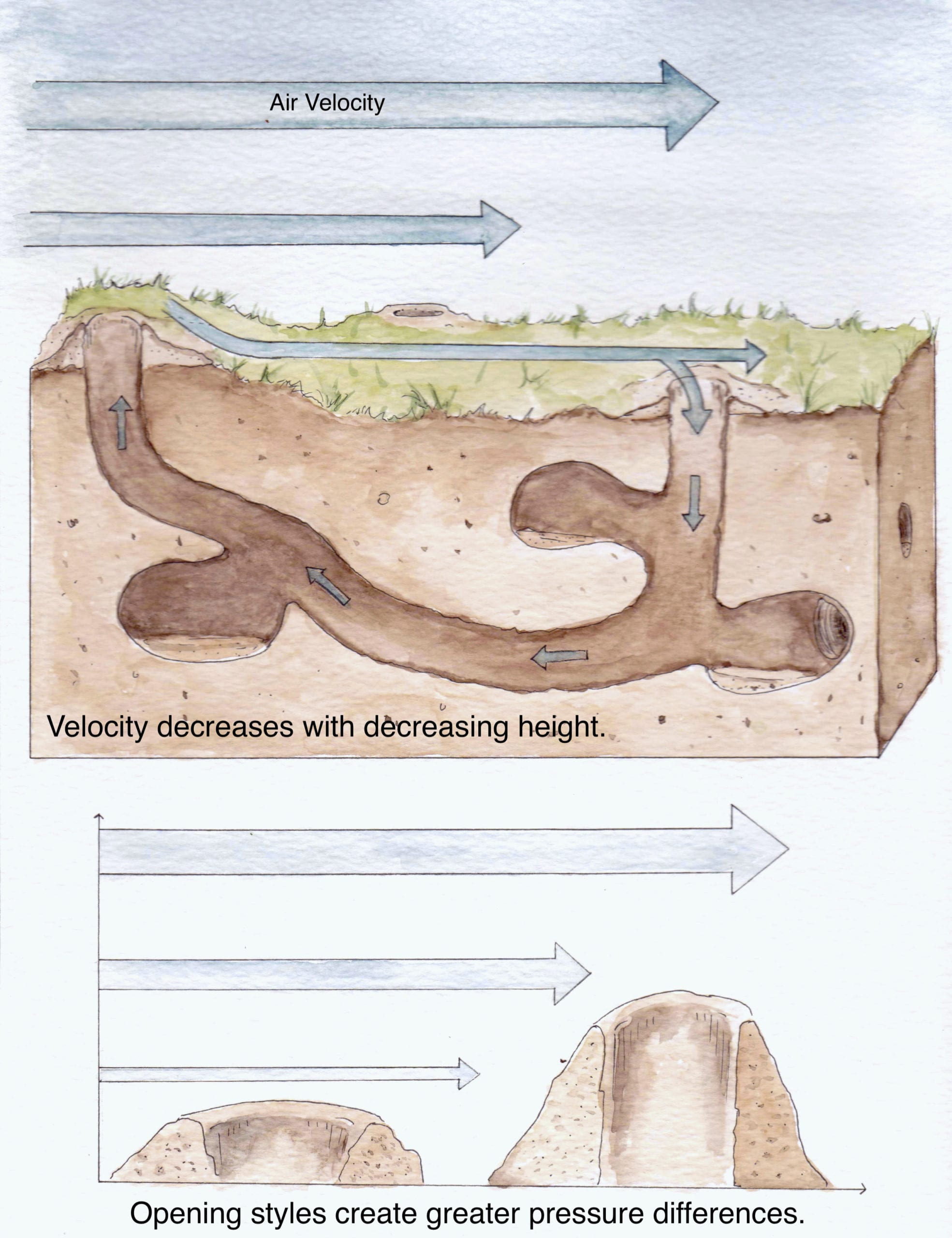 Asymmetric burrow openings create passive ventilation — AskNature
