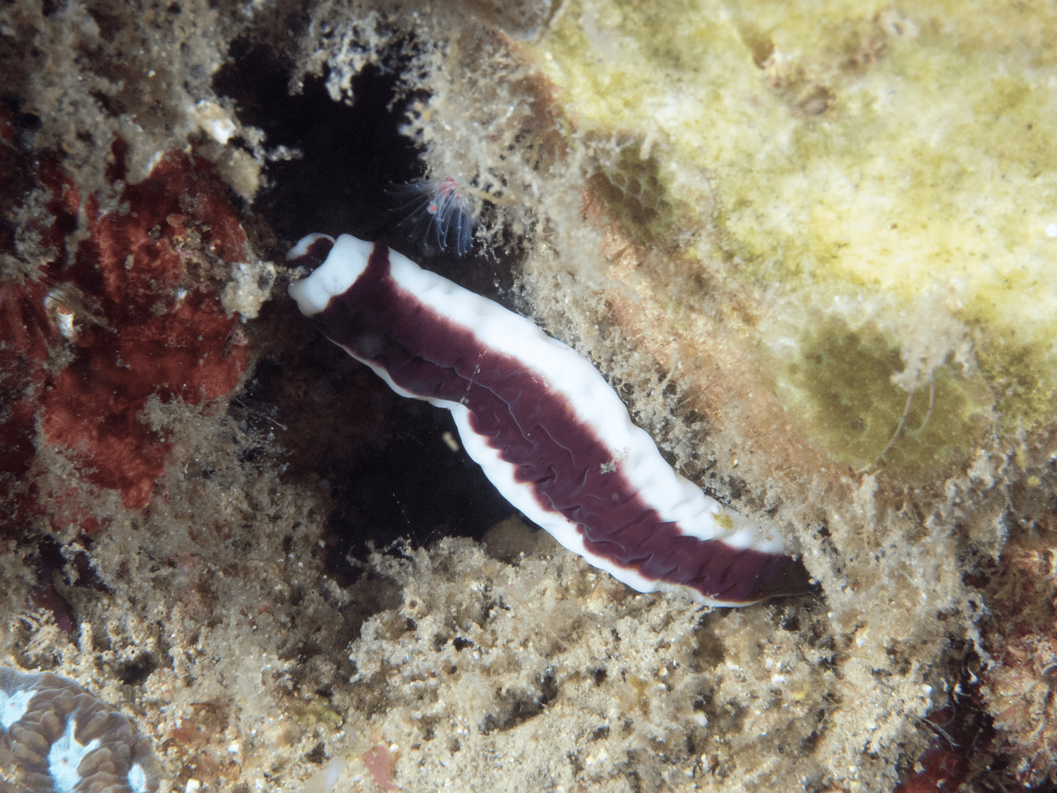 Hydroskeleton Changes Shape — Biological Strategy — AskNature