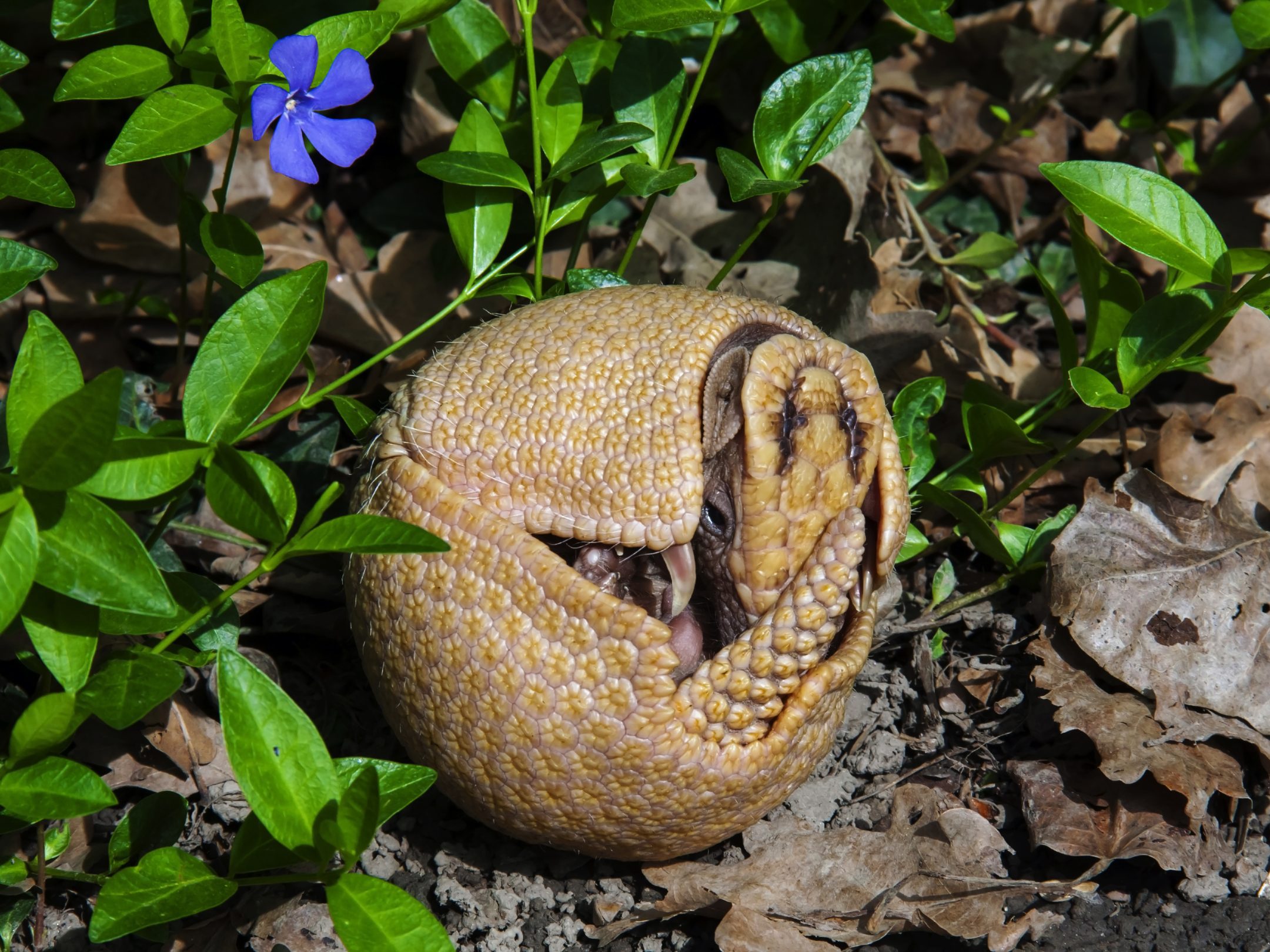 Rolling Into a Ball for Protection — Biological Strategy — AskNature