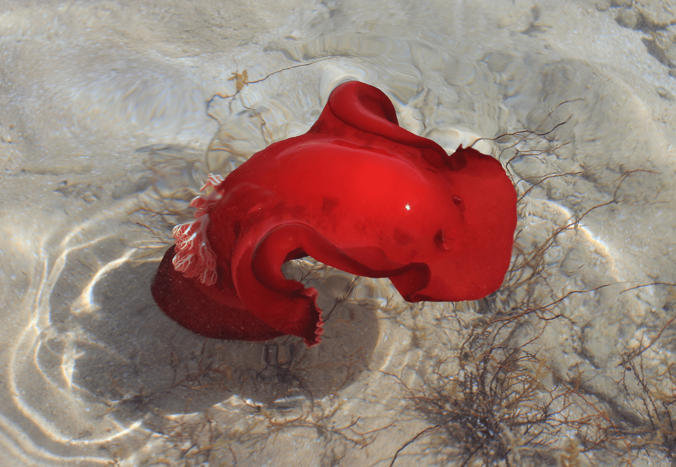 Undulations Used for Swimming — Biological Strategy — AskNature