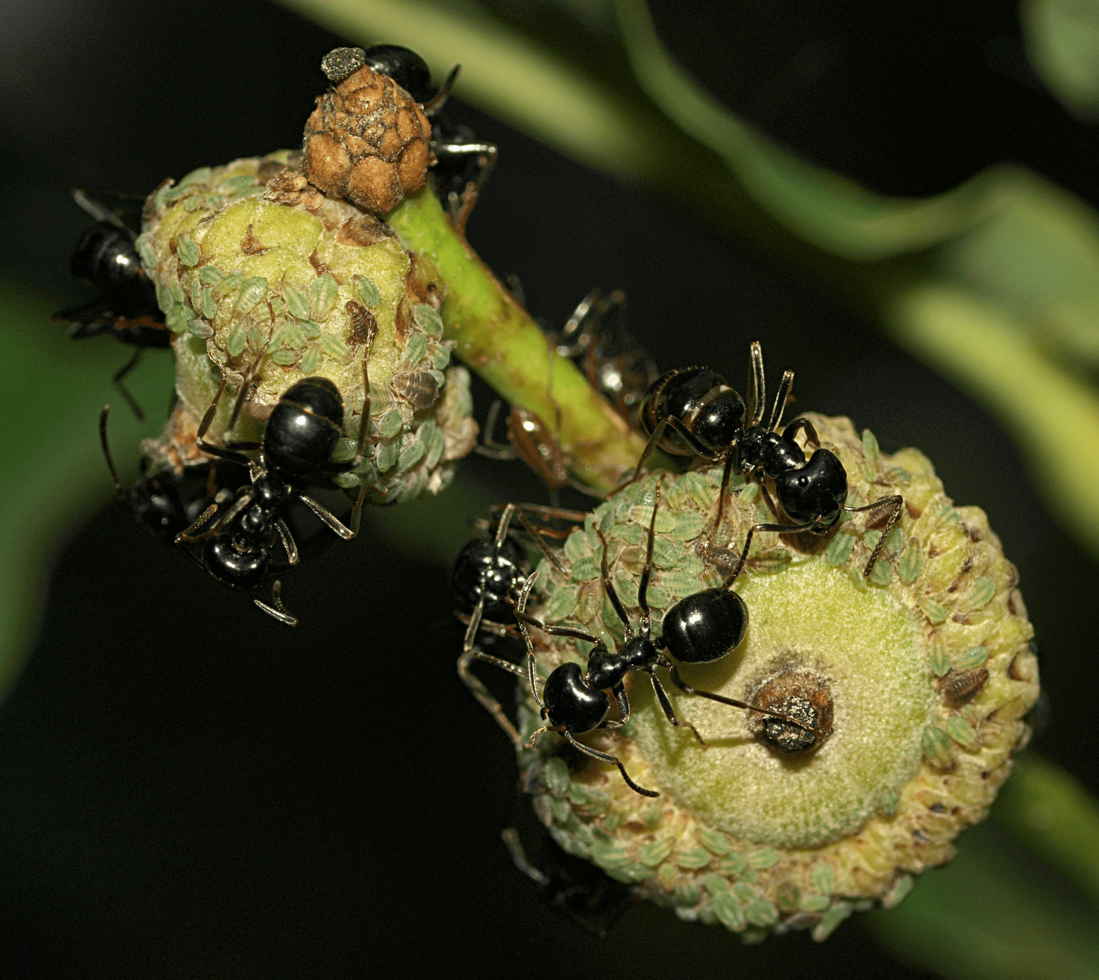 Nest Structurally Reinforced — Biological Strategy — AskNature