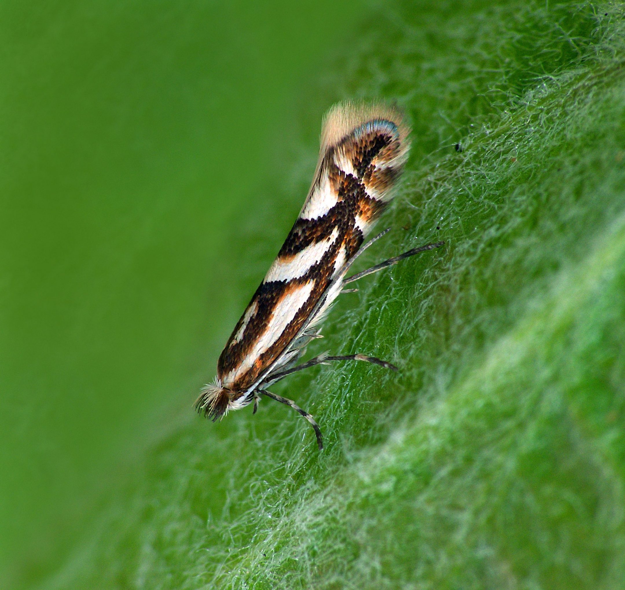 Moth Larvae Manipulate Host Plant Physiology — Biological Strategy ...