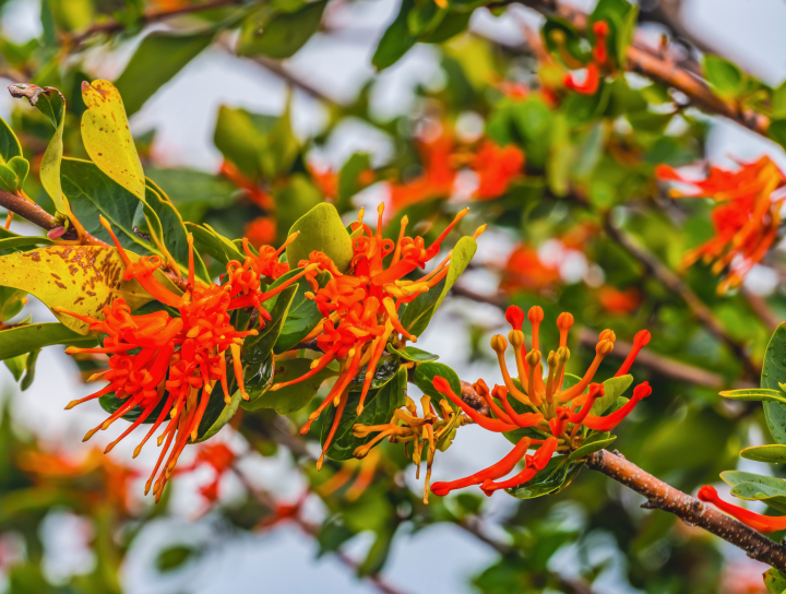 Flowers of the Red Mistletoe Attract Specific Pollinators — Biological ...
