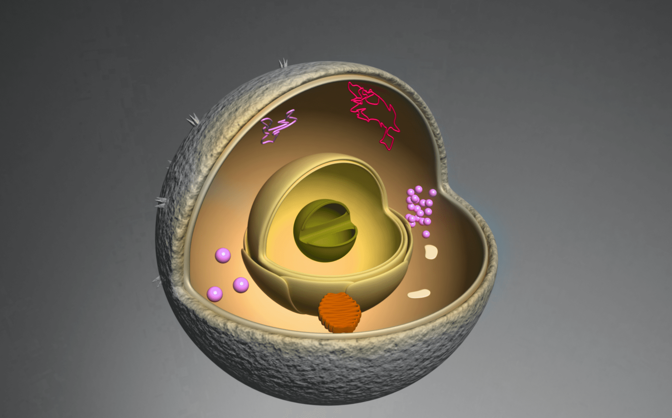 Nuclear Lamina Resists Extreme Strain — Biological Strategy — AskNature