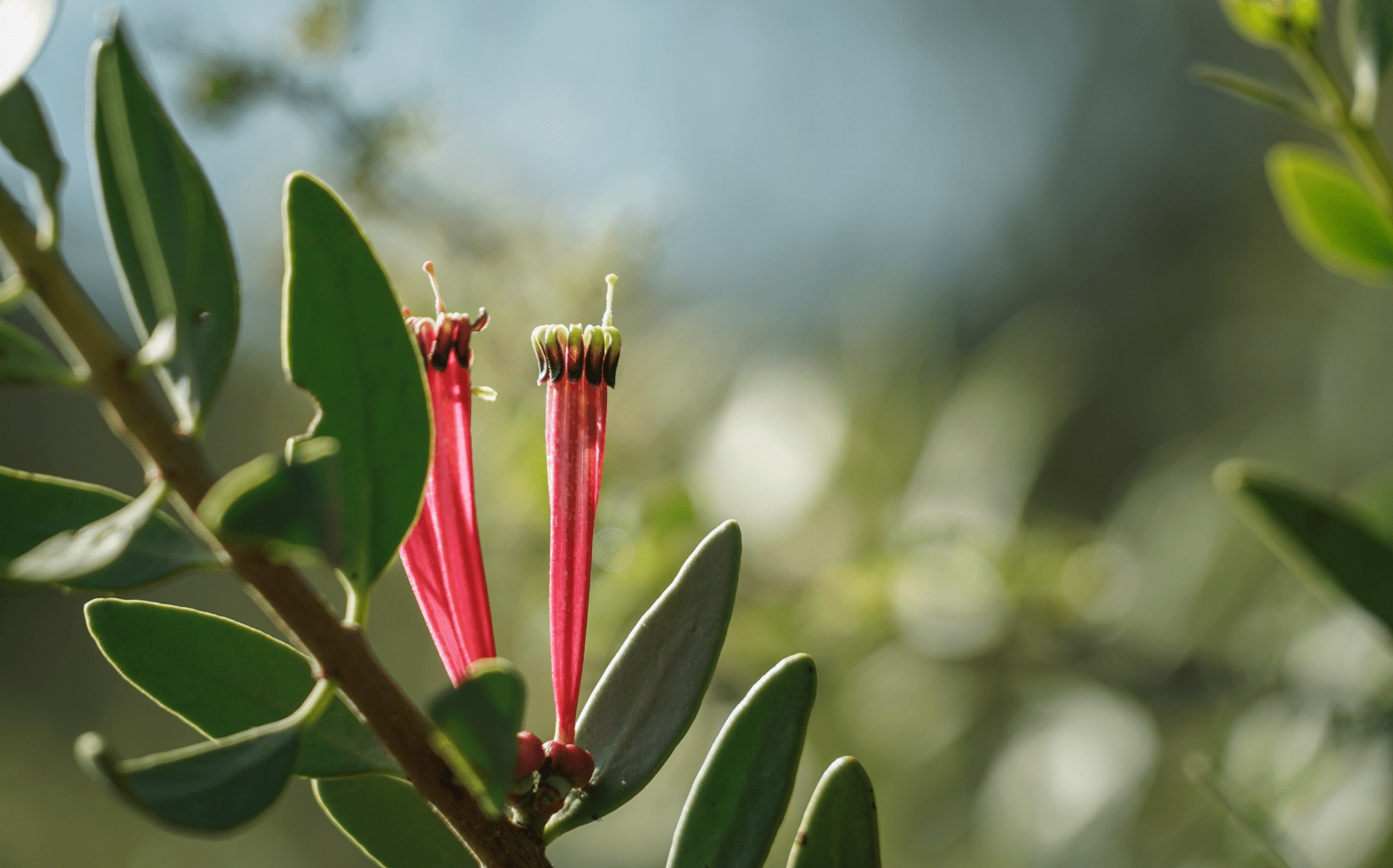 Spring-loaded Flowers Ensure Pollen Dispersal — Biological Strategy ...