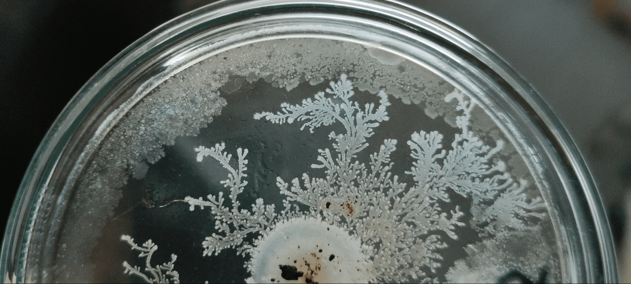 Air and Water Repellant Surface Prevents Entry of Fluids — Biological ...