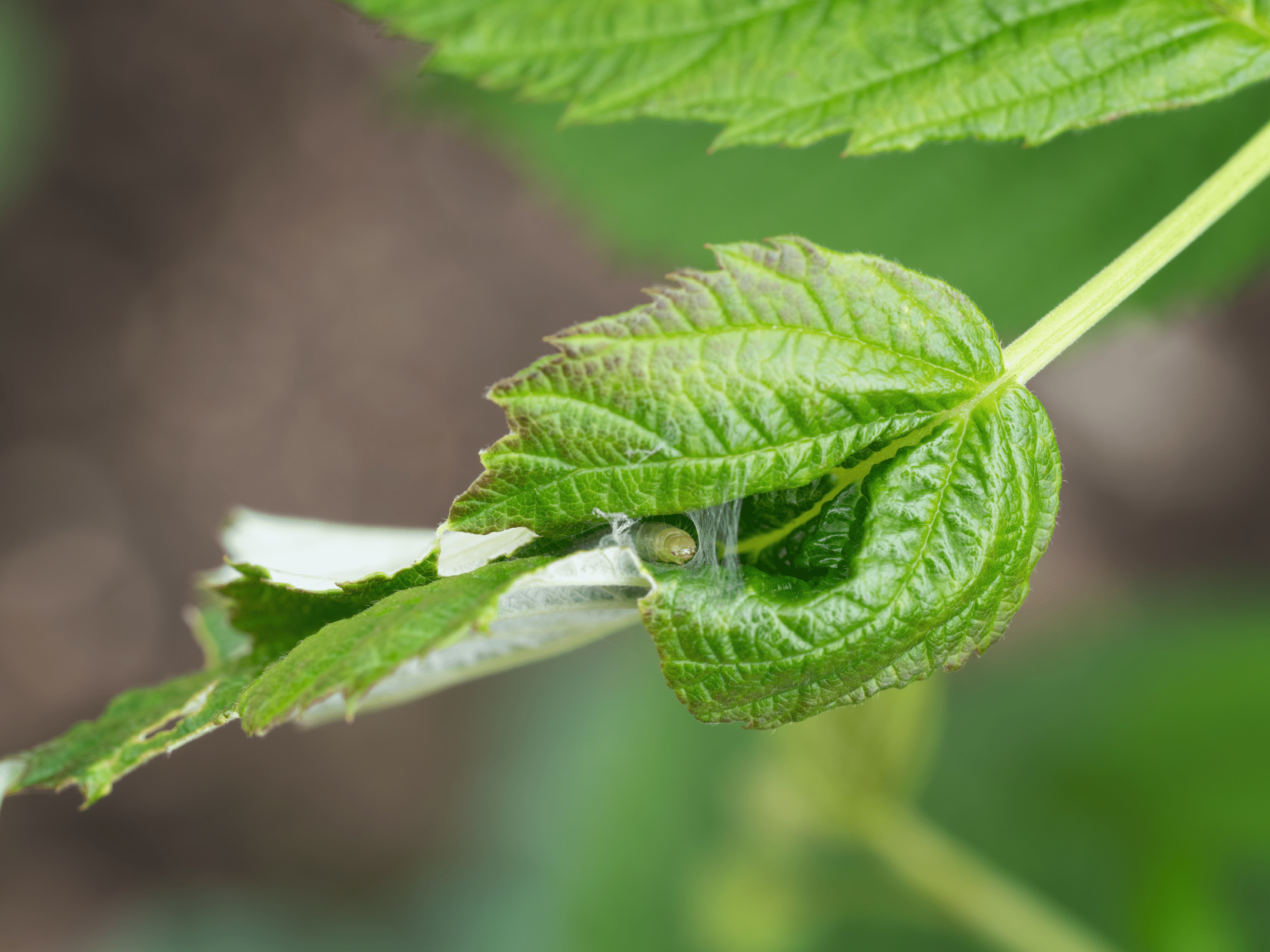 Leaf Tents Hide Caterpillars — Biological Strategy — AskNature