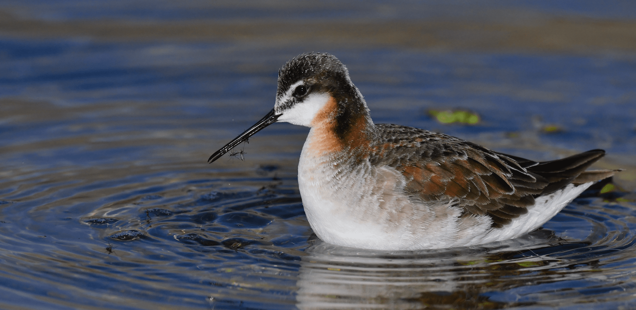 Vortex Stirs Up Sediment — Biological Strategy — AskNature