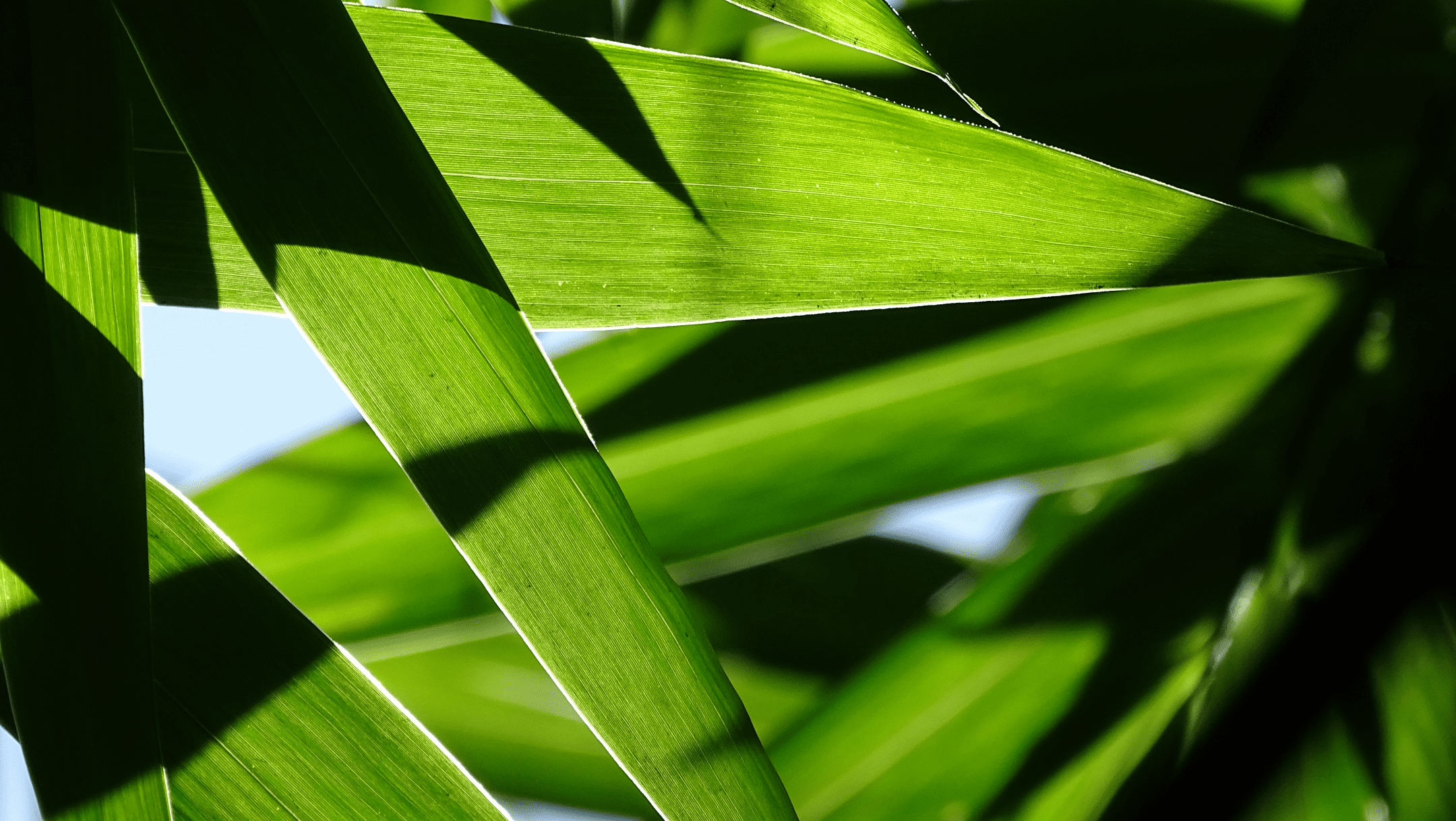 Leaves Maximize Sun Exposure — Biological Strategy — AskNature