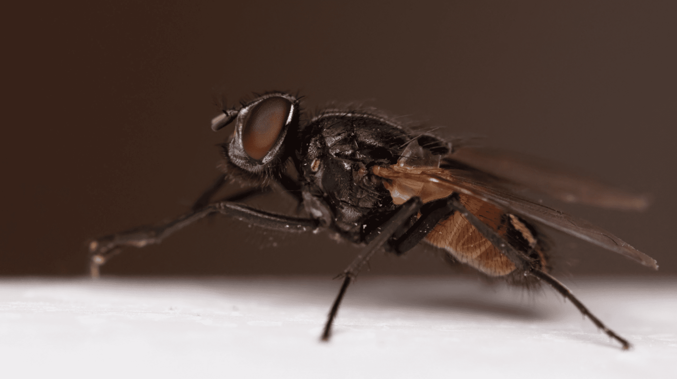 Olfactory System Detects Decomposition — Biological Strategy — AskNature