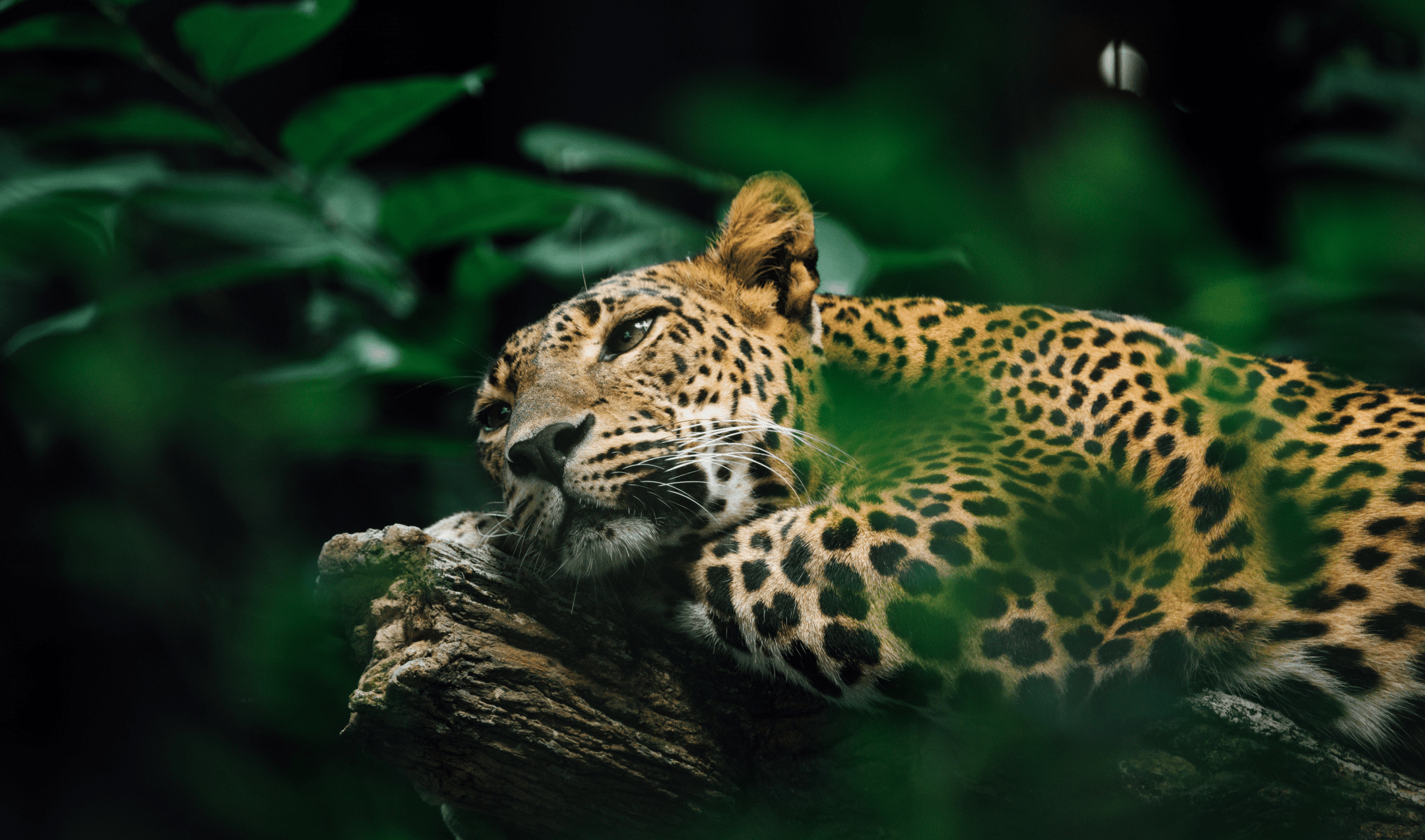 Ear-flaps Collect Sound Waves — Biological Strategy — AskNature