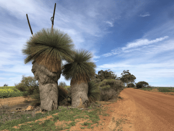 How Does Nature Harness the Creative Destruction of Fire? — Collection ...