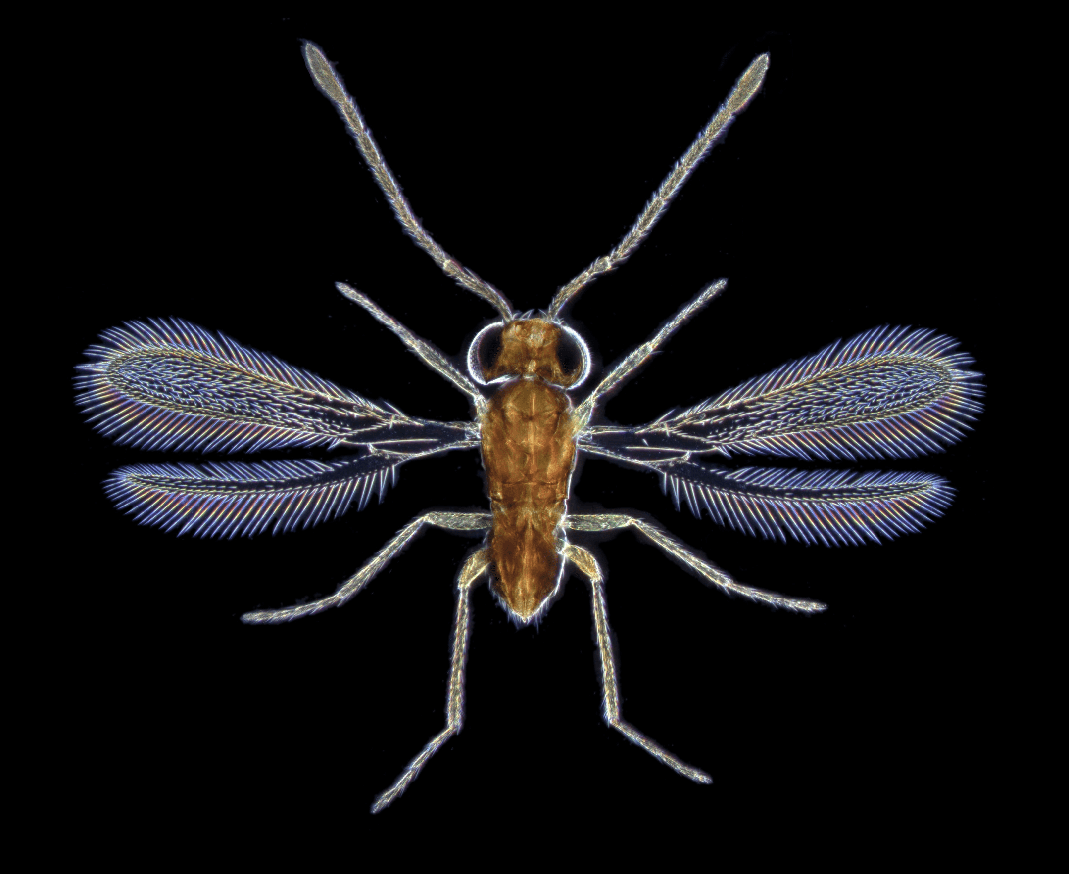 Las alas permiten el movimiento en soluciones viscosas — Estrategia ...