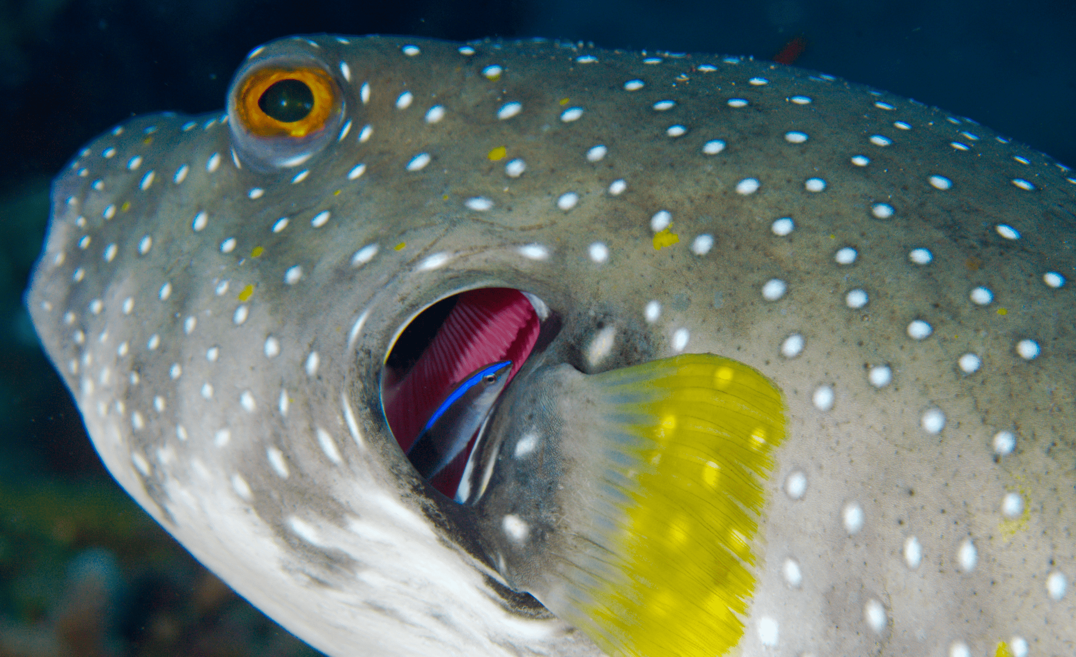 Images Of Gills Of Fish 10.3.9. Red Gills AquaInfo