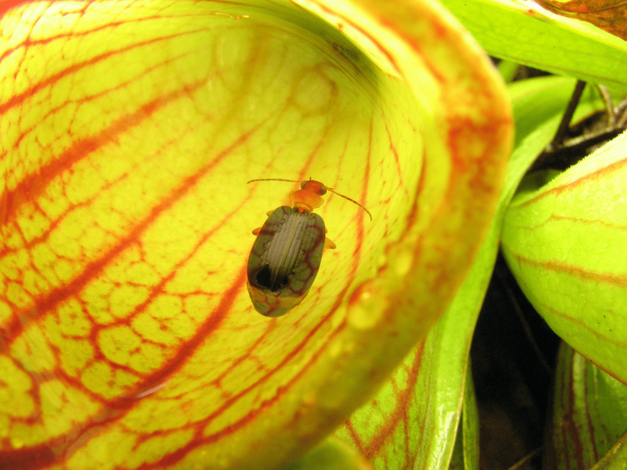 Enzymatic Liquid Digests Insects — Biological Strategy — AskNature