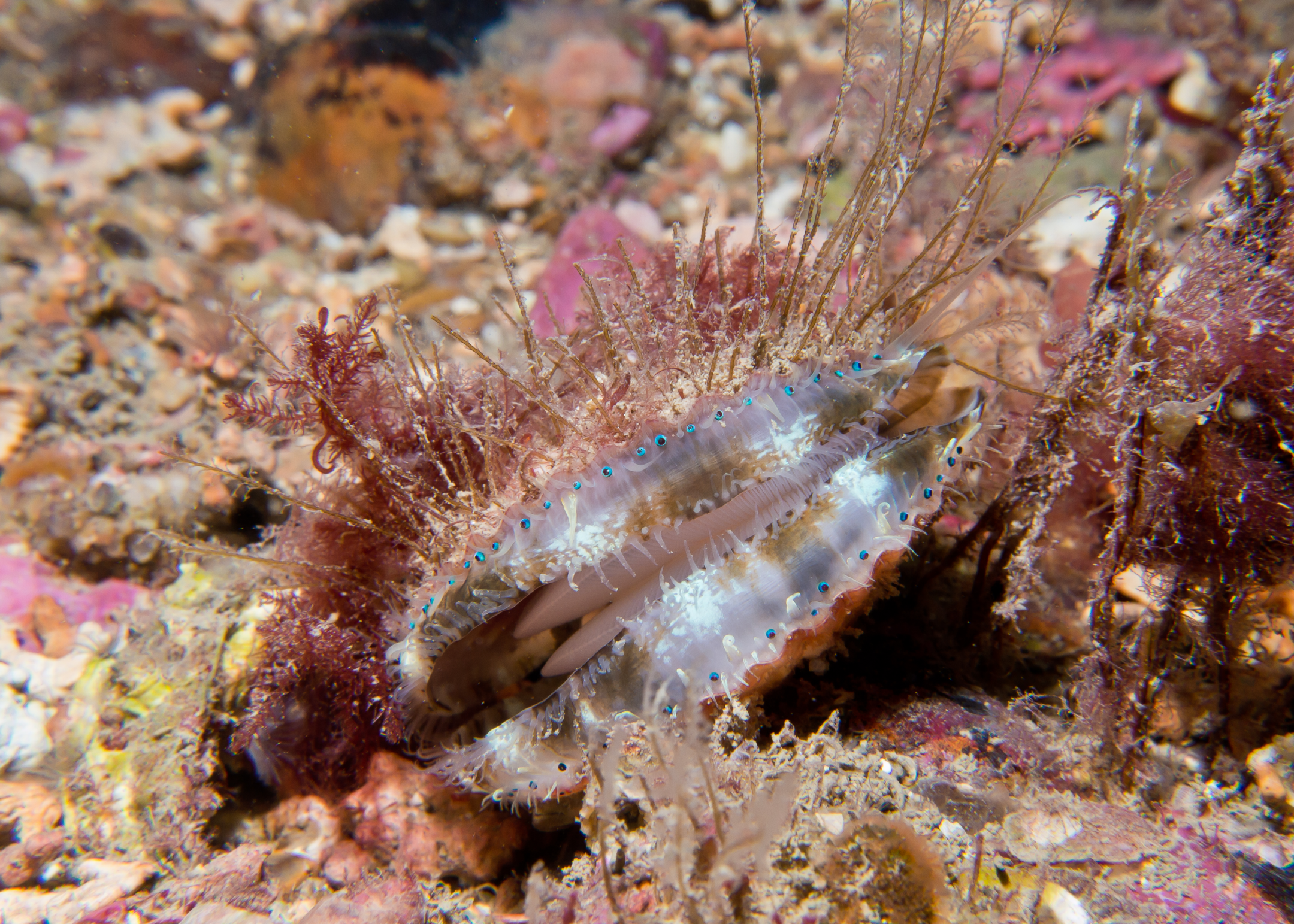 Tentacles Detect Predators — Biological Strategy — AskNature