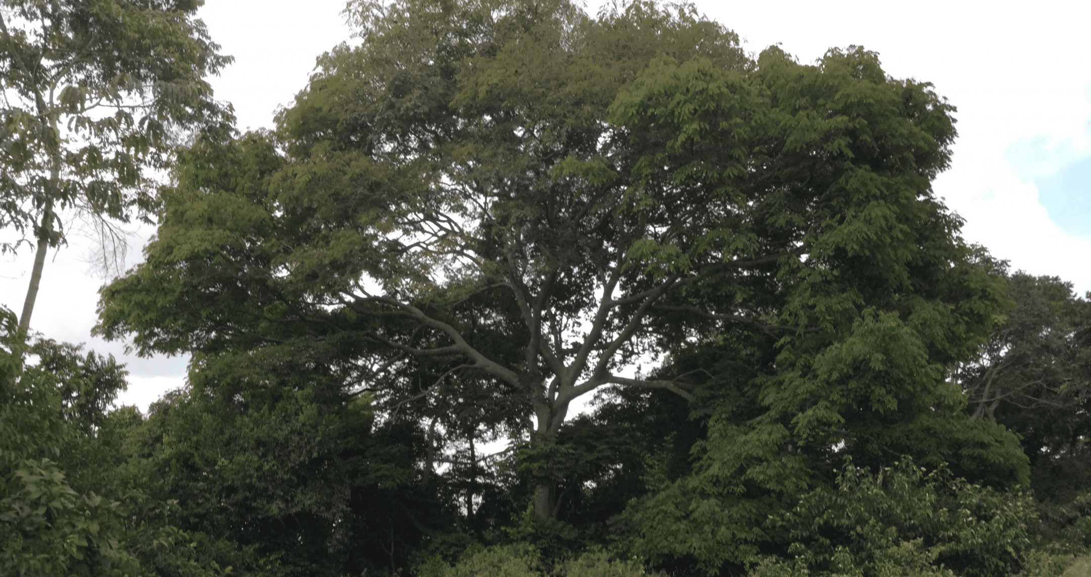 Bark Resists Fire — Biological Strategy — AskNature