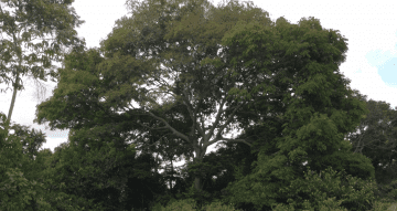 How Does Nature Harness the Creative Destruction of Fire? — Collection ...