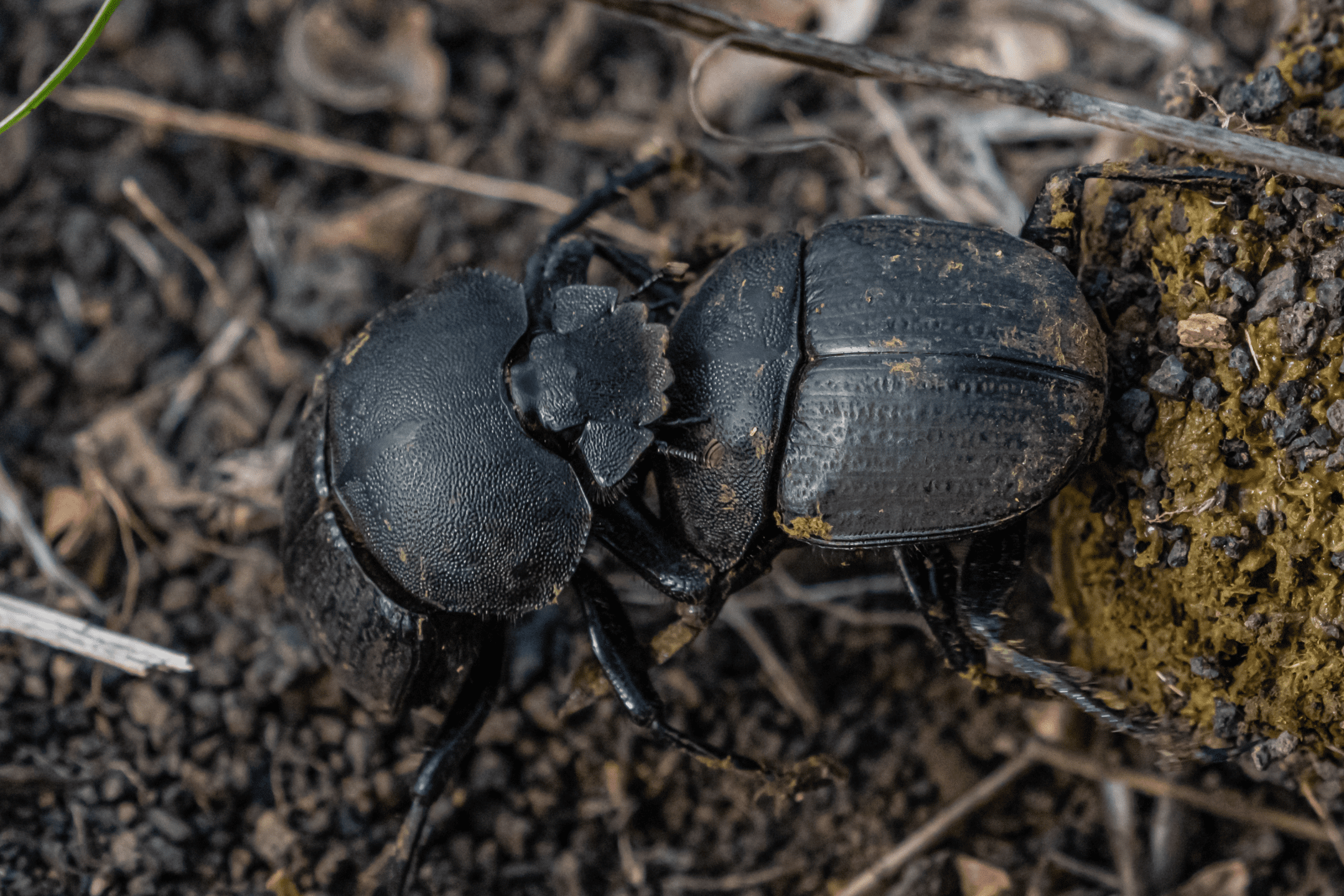 Insects Digest Fecal Waste — Biological Strategy — AskNature