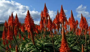 How Does Nature Harness the Creative Destruction of Fire? — Collection ...