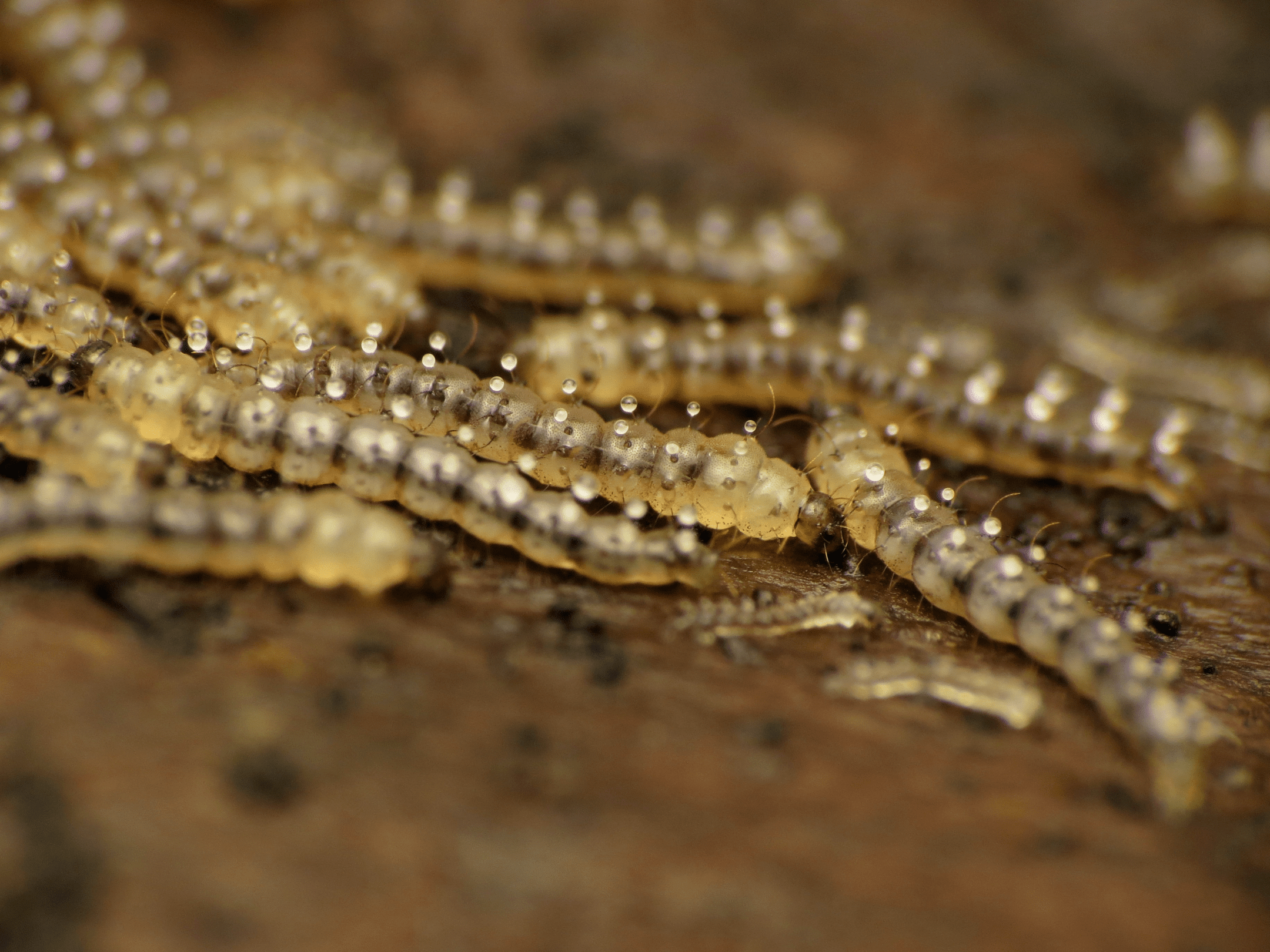 Larvae Survive Freezing — Biological Strategy — AskNature