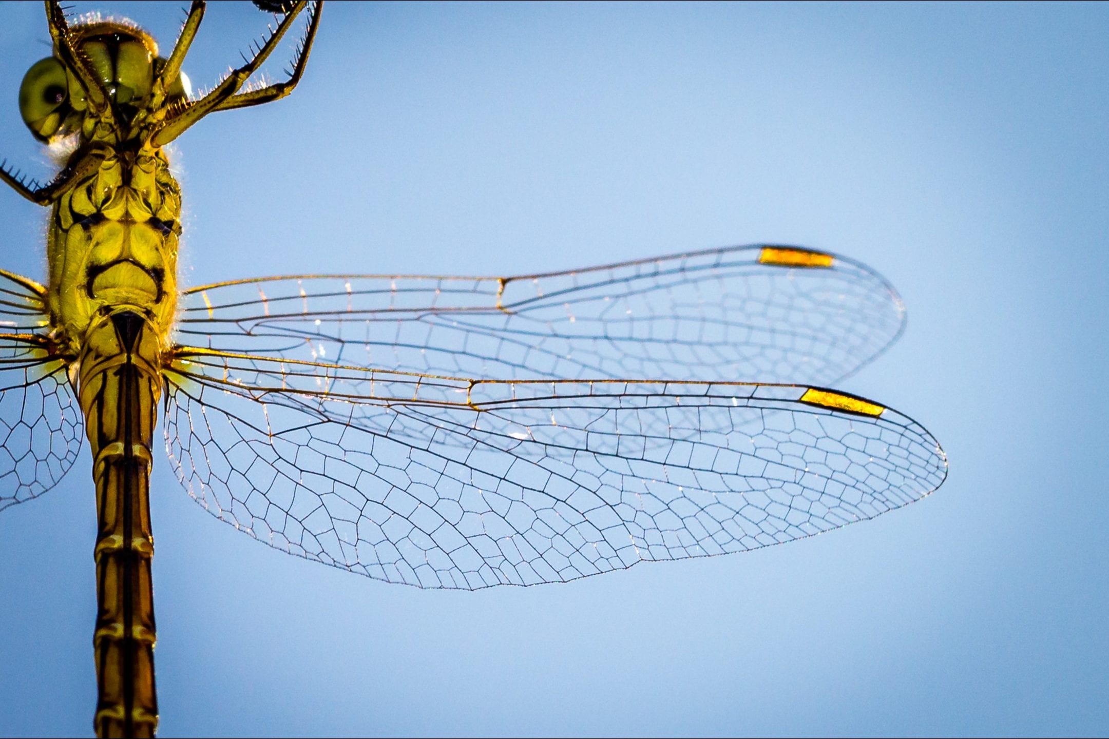 Anti-microbial Wall Panel Inspired by Dragonfly Wings — Innovation ...