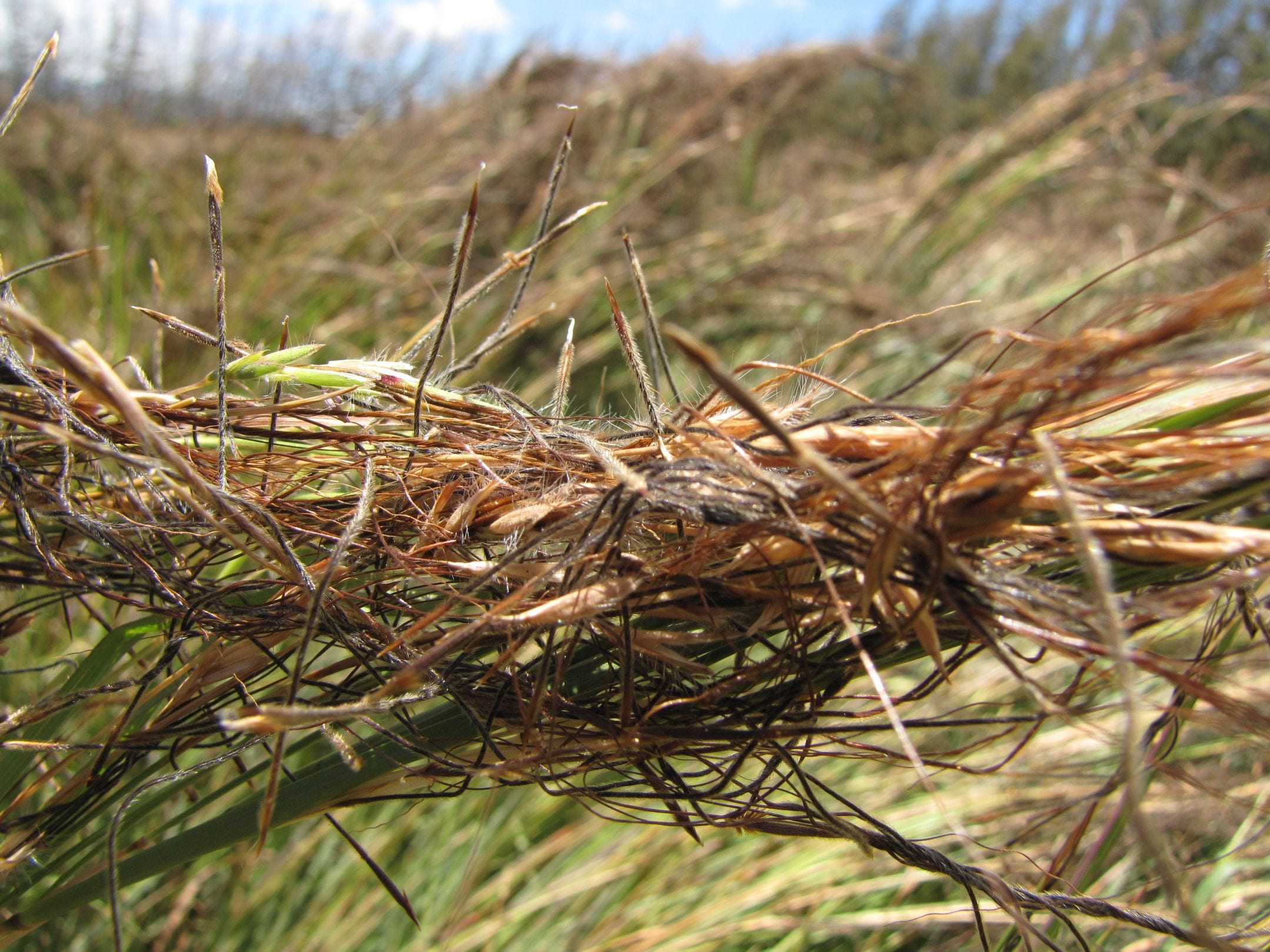 Awns Cause Self-planting — Biological Strategy — AskNature