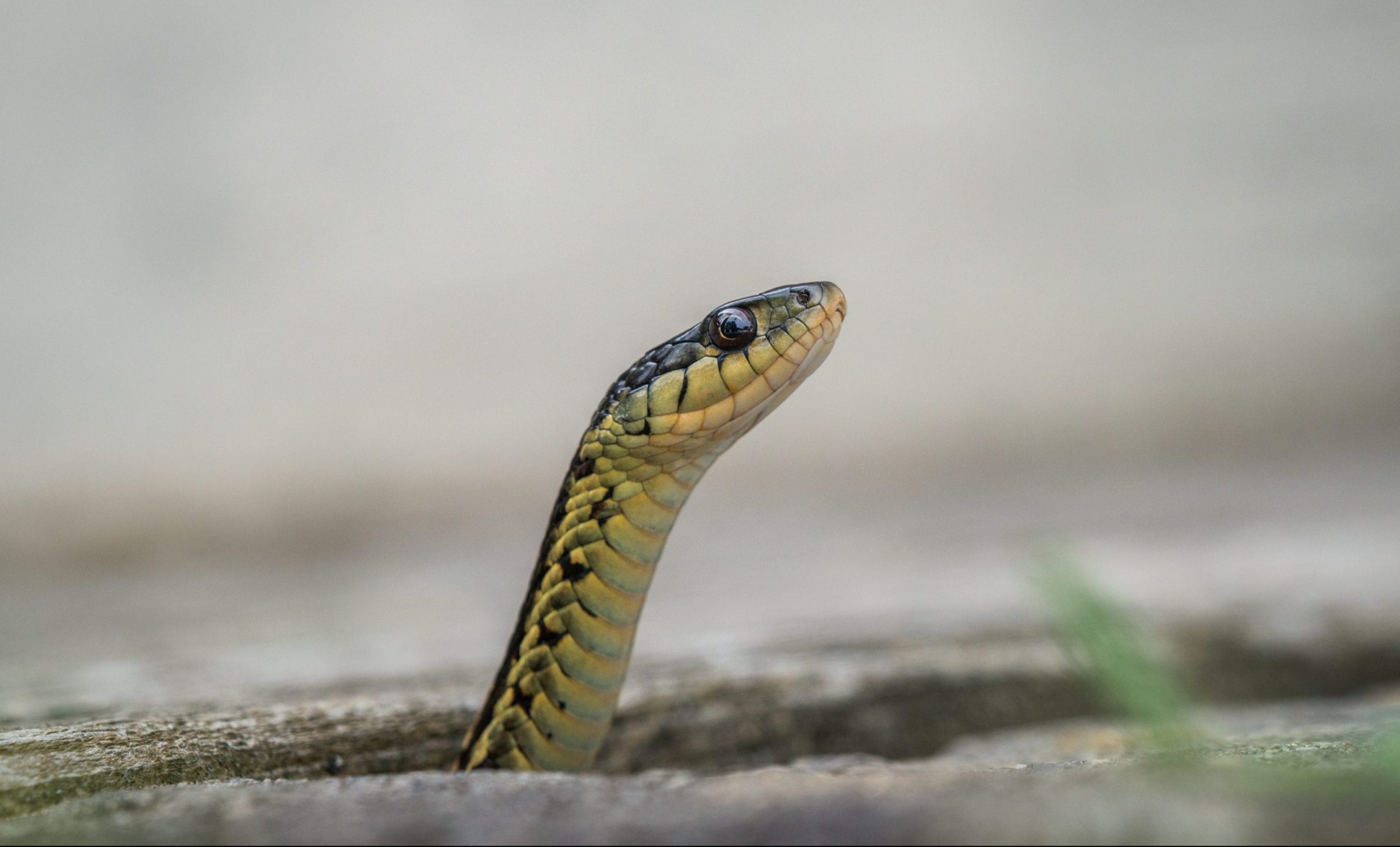 Snakes Tap Earth’s Heat to Keep Warm — Biological Strategy — AskNature