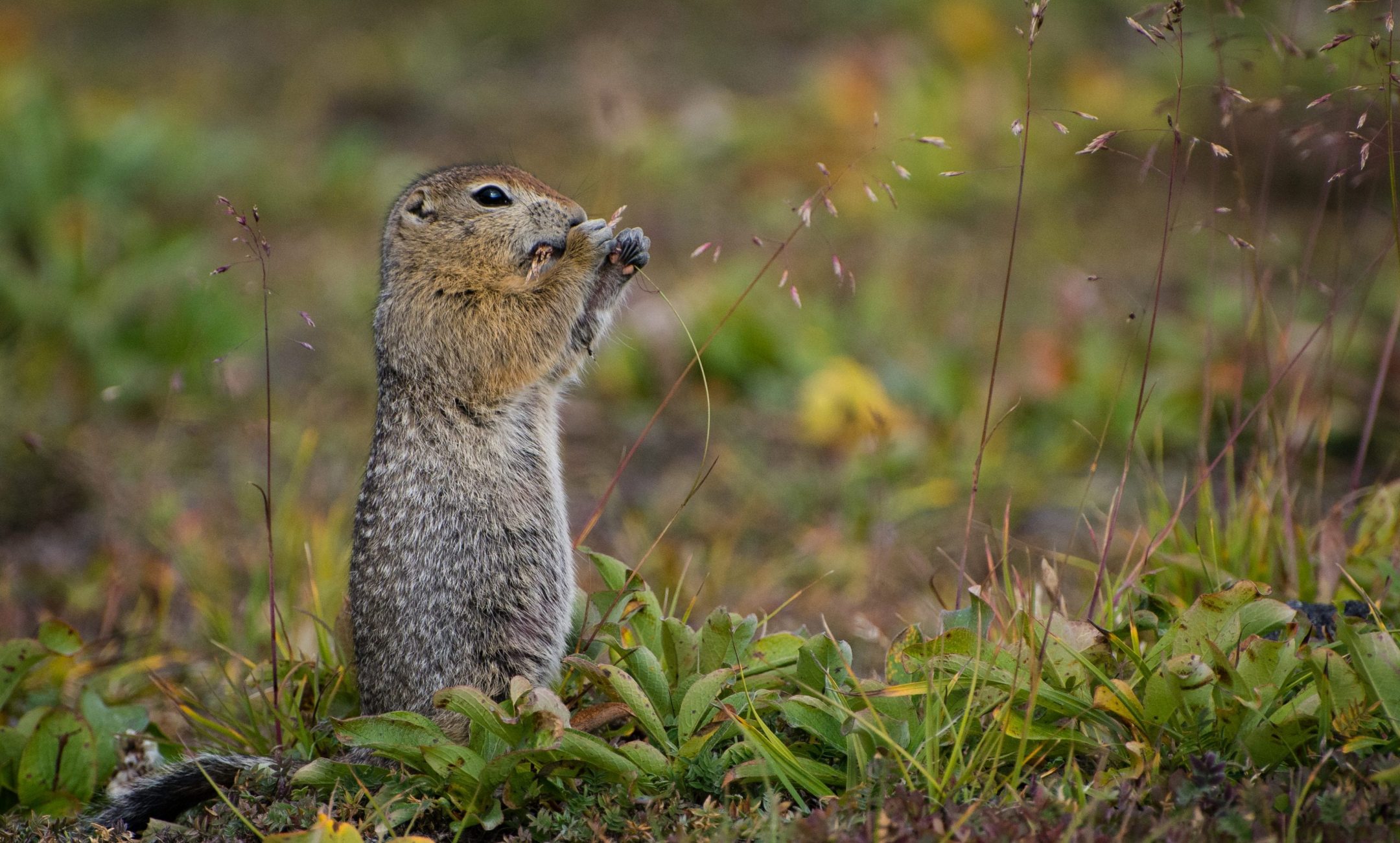 Tissues Avoid Damage From Steroids — Biological Strategy — AskNature