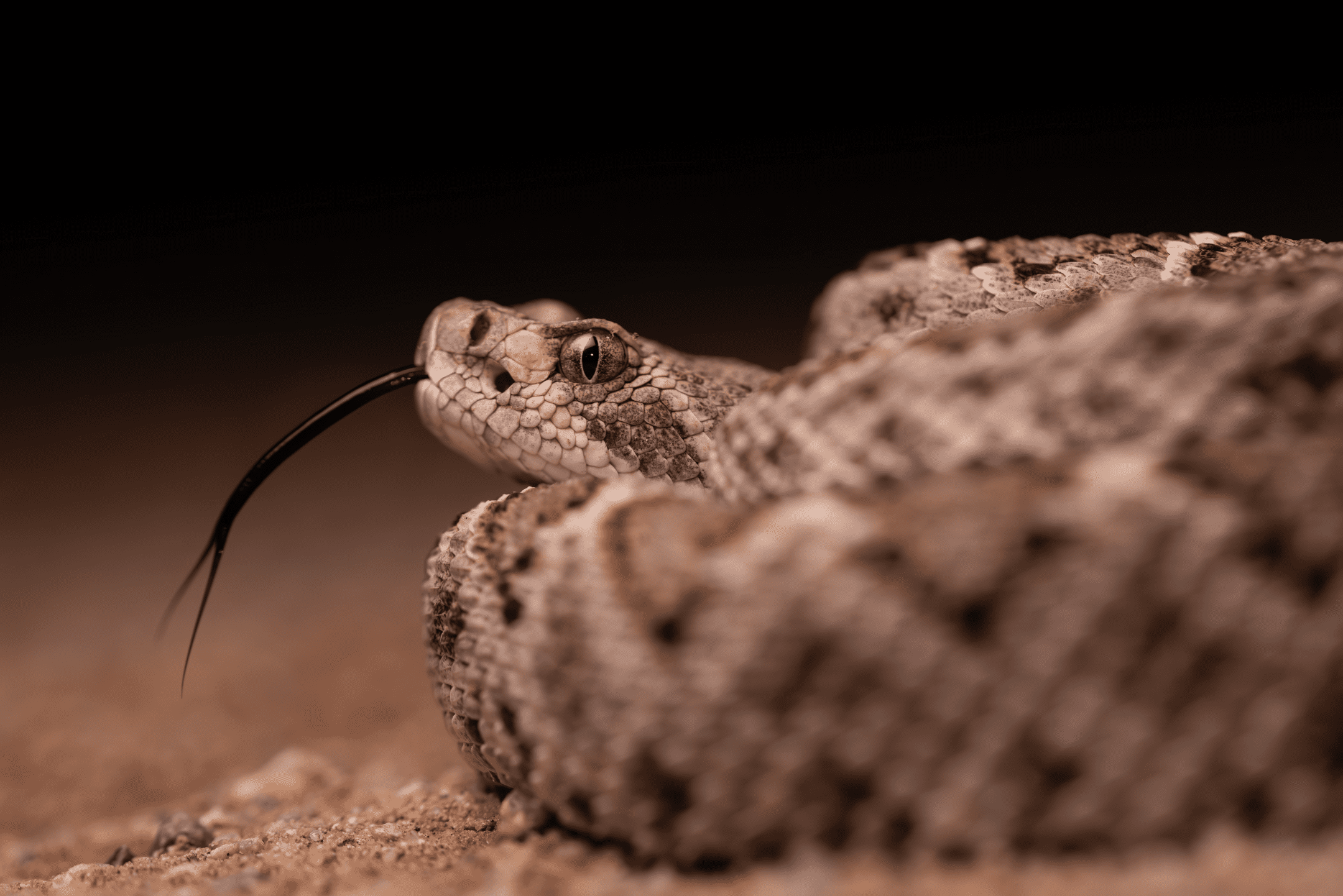 Rattlesnake Fangs 🔥 Close Up Of The Fangs Of A Rattlesnake (left)