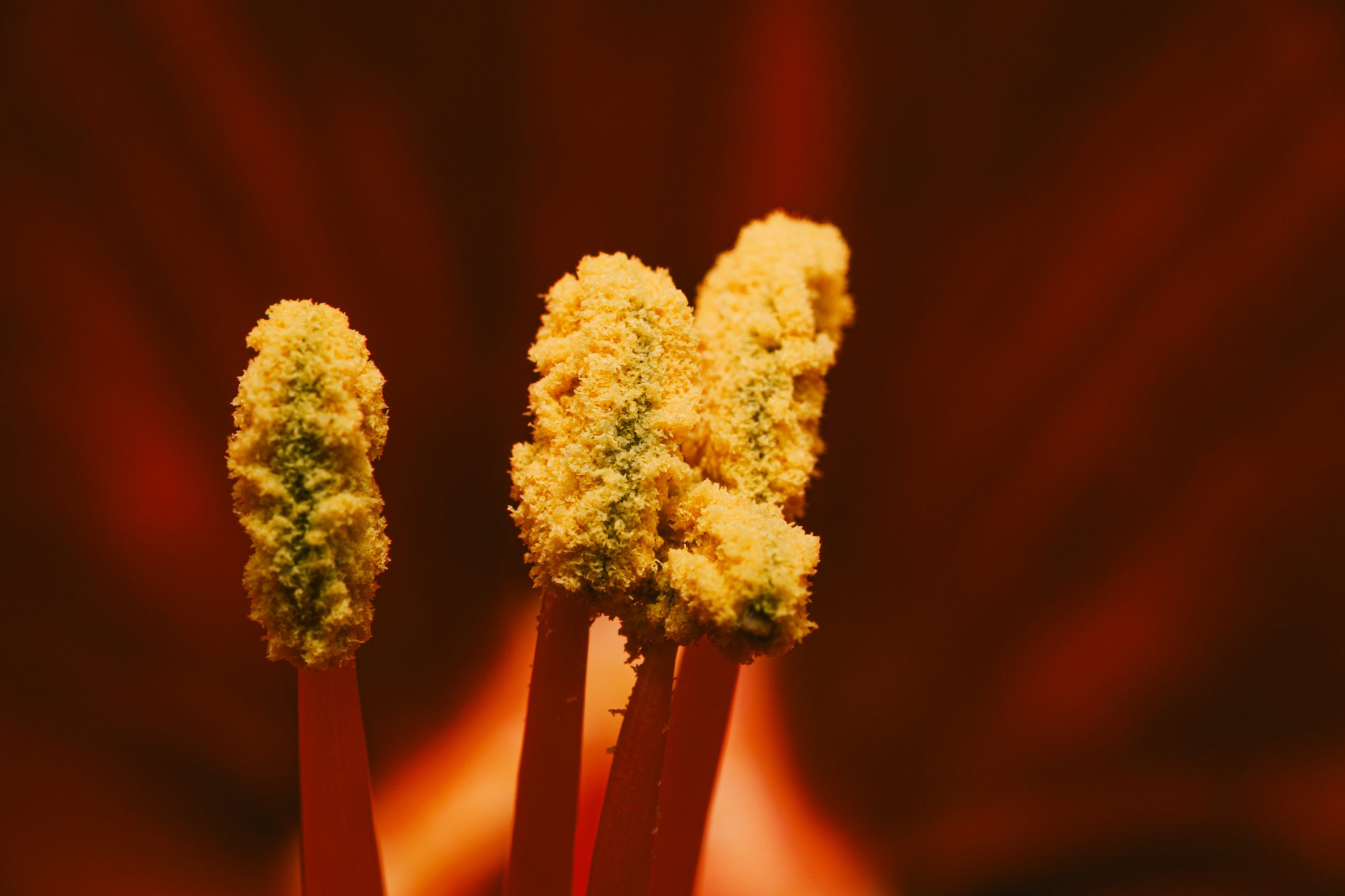 Pollen Survives Extreme Dehydration — Biological Strategy — AskNature