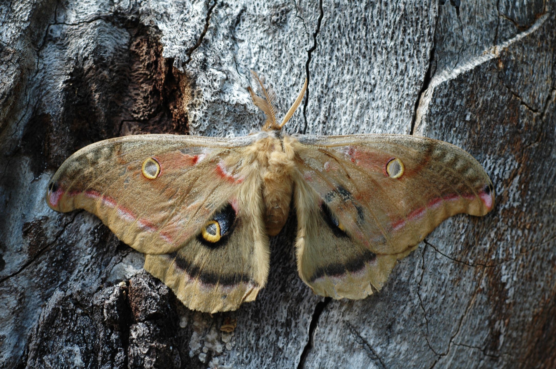 Abrupt Flight Patterns Help Evade Predators — Biological Strategy ...