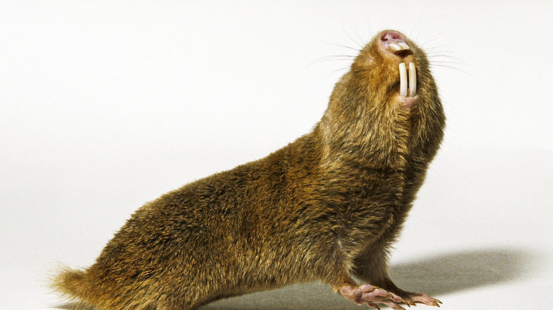 Lips Keep Soil Out of Mouth — Biological Strategy — AskNature