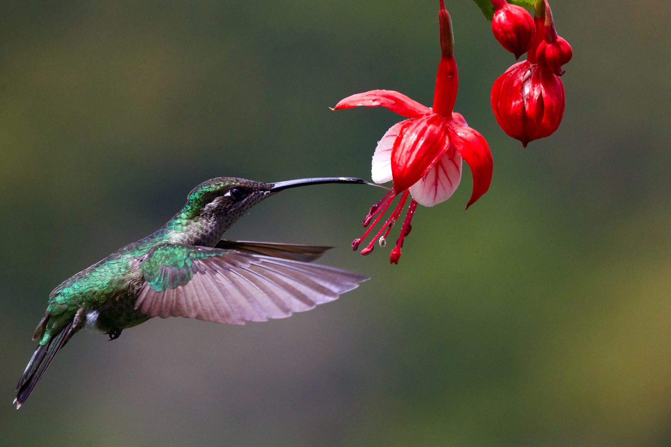 Hummingbird Tongue Hummingbird Tongue – Sean Crane Photography