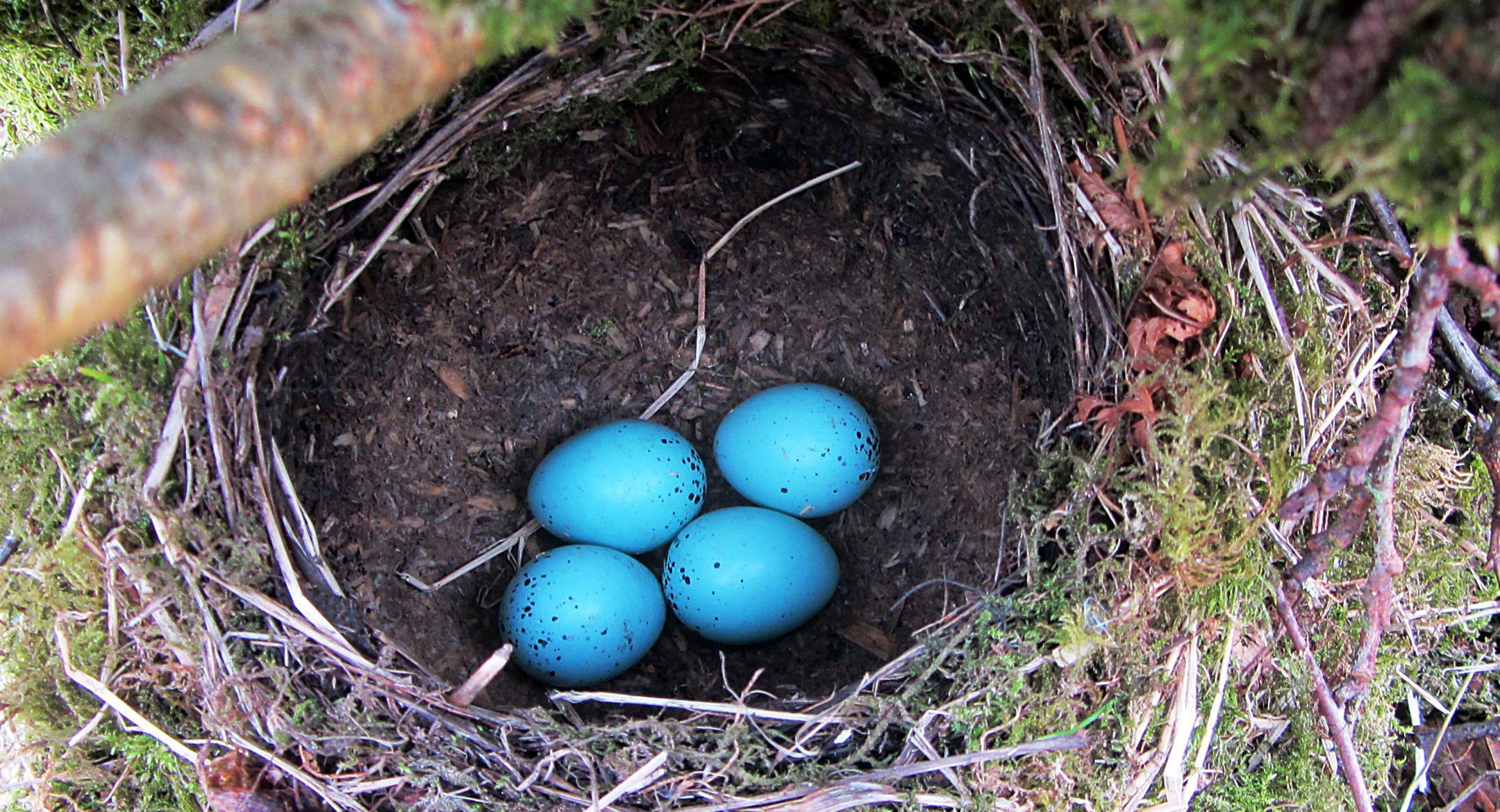 Nest Lined With Protective Material — Biological Strategy — AskNature