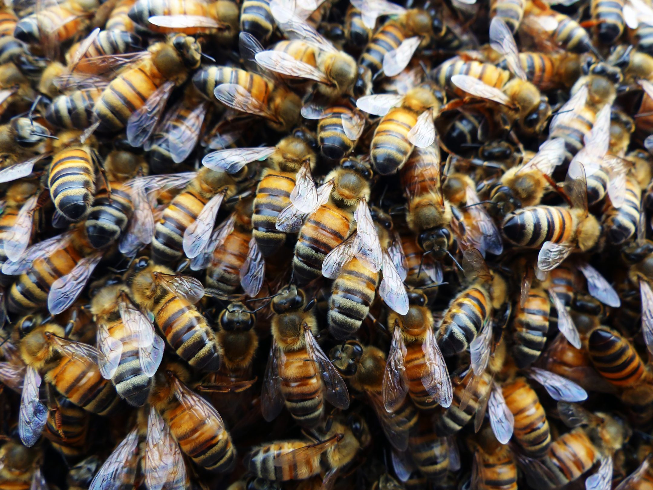 Varying Response Thresholds Aid Hive Thermoregulation — Biological ...