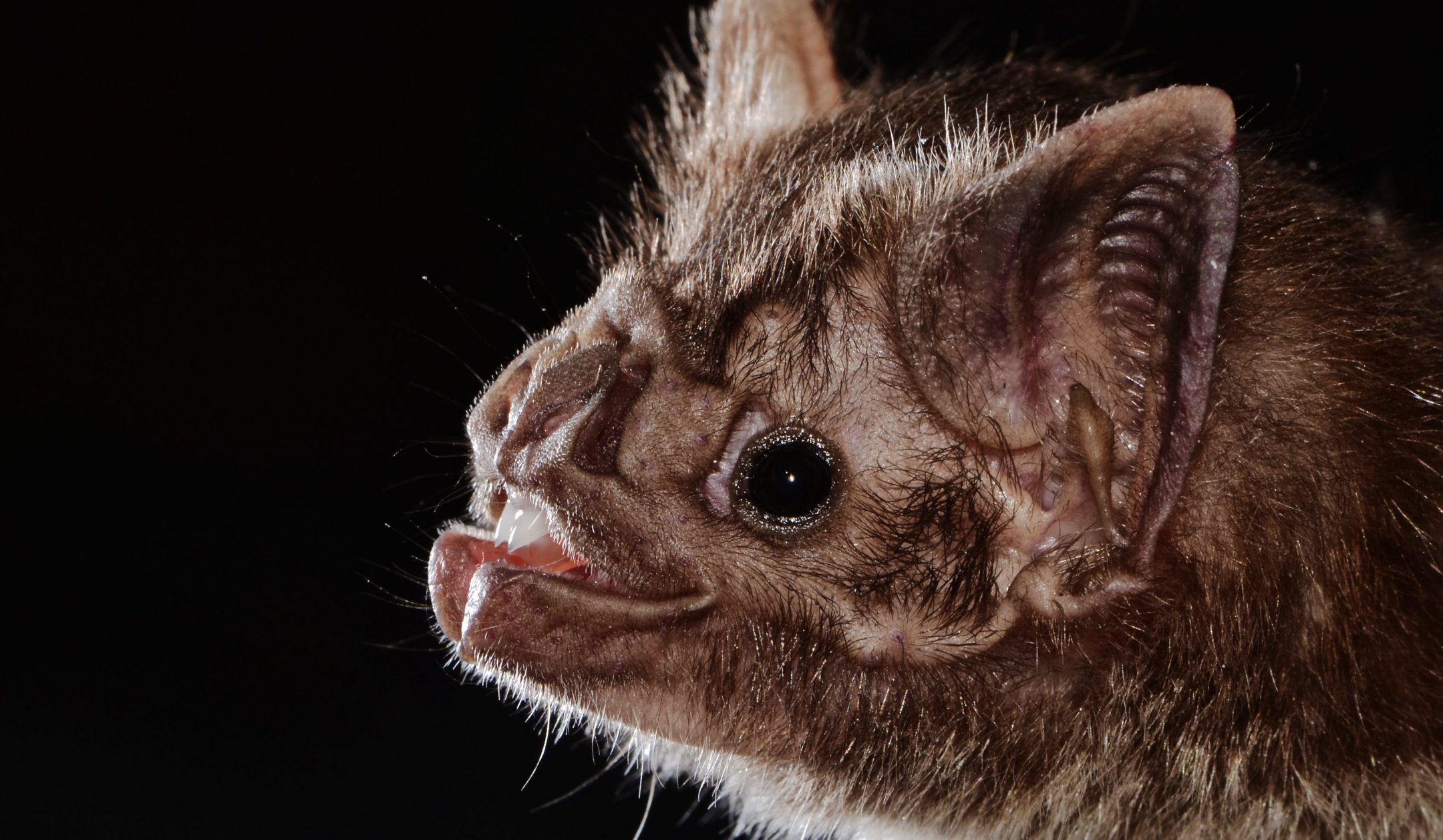 Ion Channels Detects Heat — Biological Strategy — AskNature