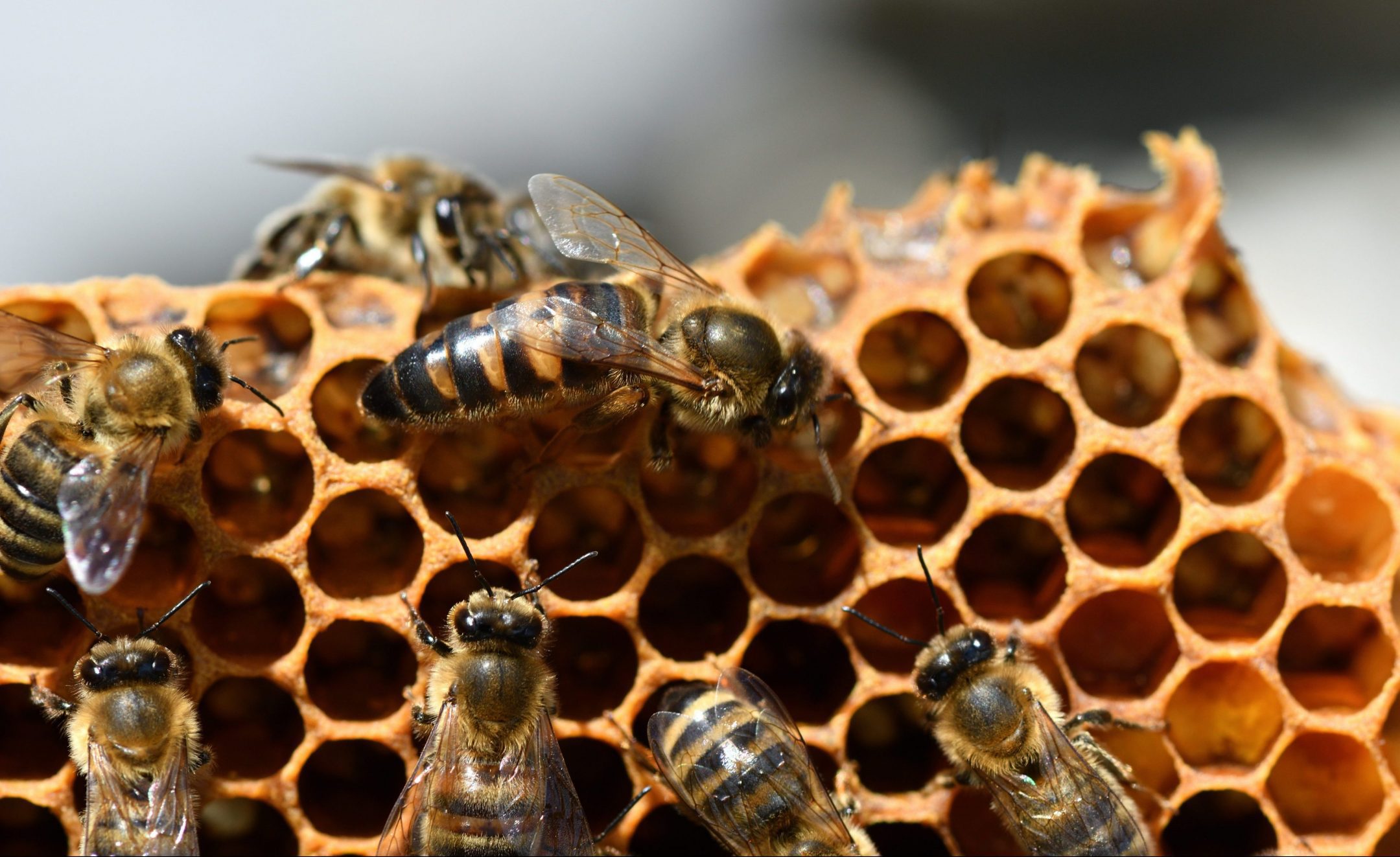 Collaborating for Group Decisions — Biological Strategy — AskNature