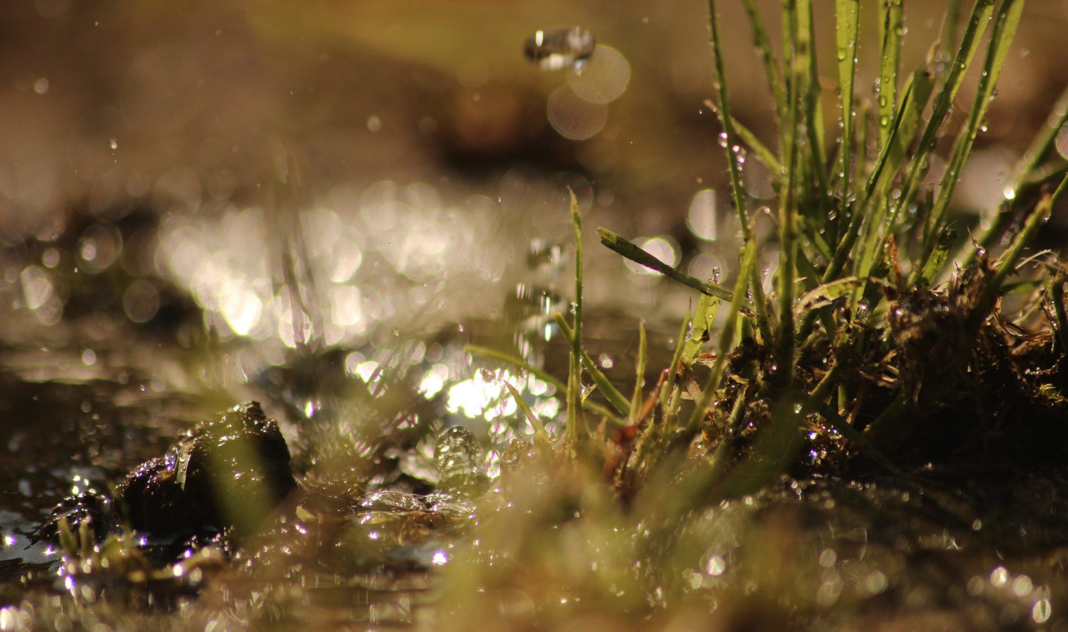 Shape-Shifting Aids Swimming — Biological Strategy — AskNature