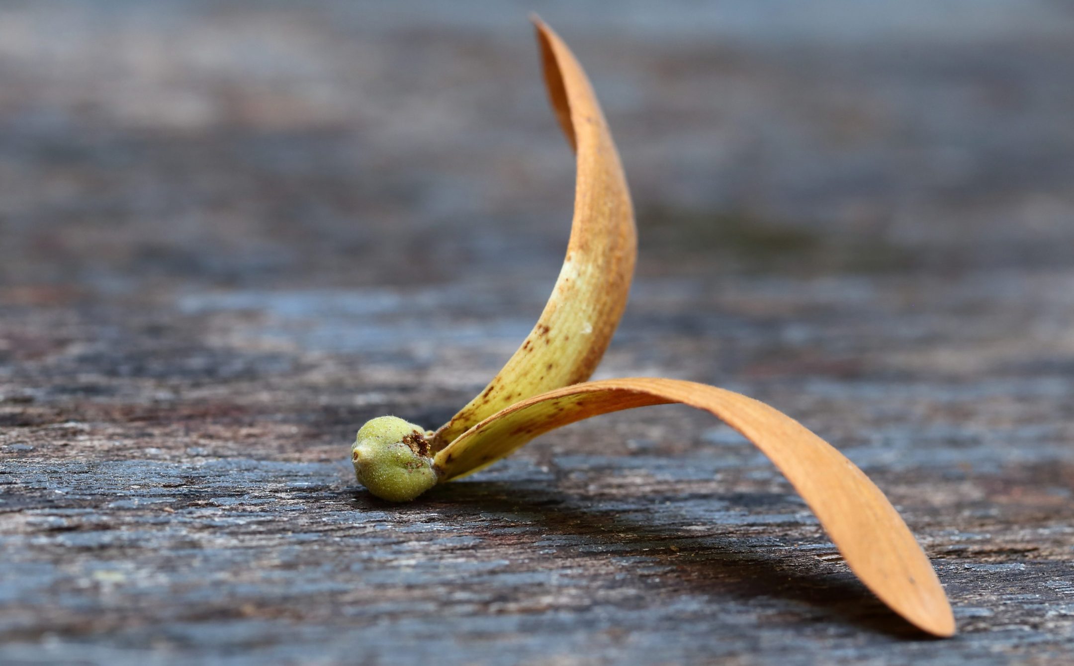 Seeds Dispersed Over Long Distances — Biological Strategy — AskNature