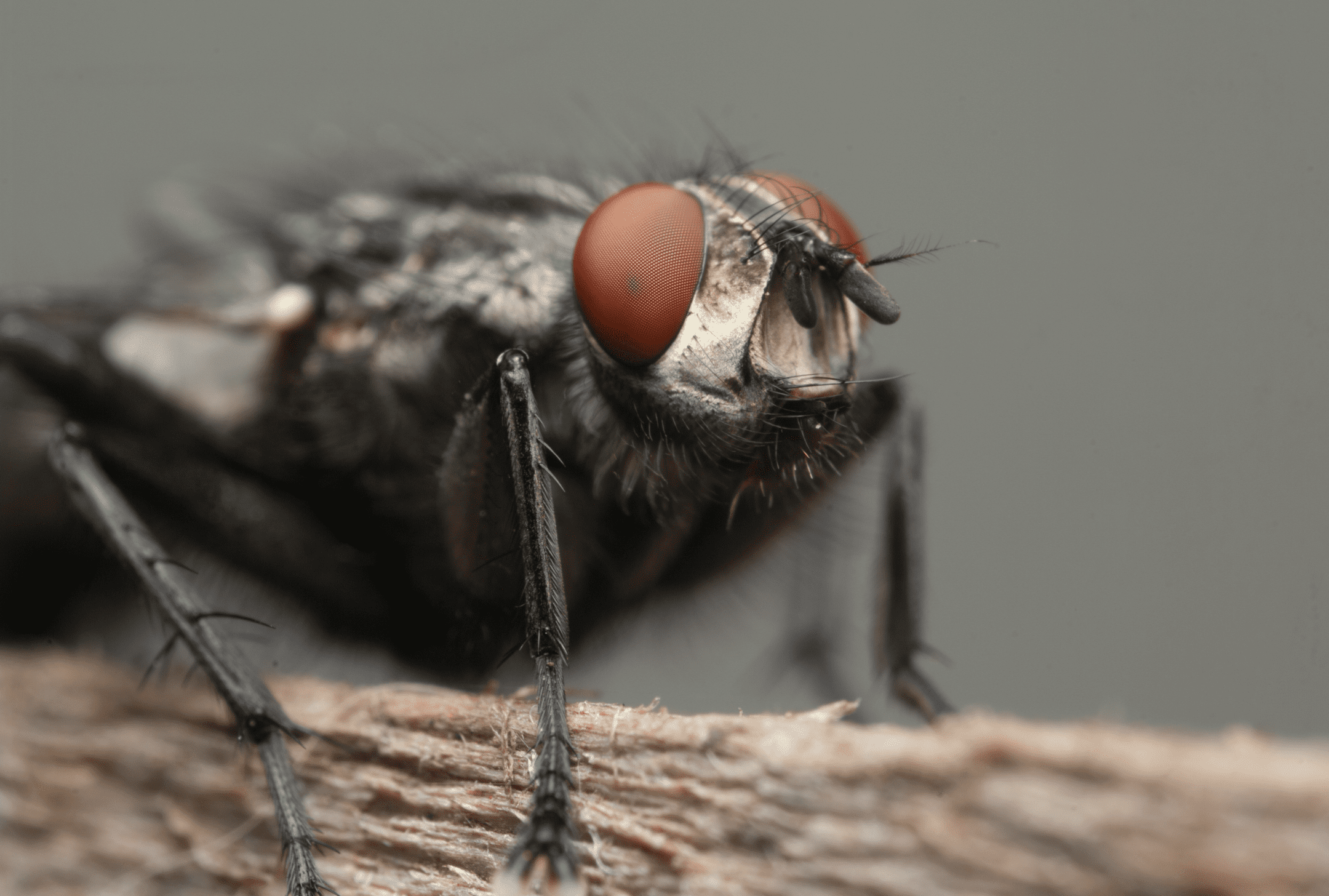 Eyes Detect Polarized Light — Biological Strategy — AskNature